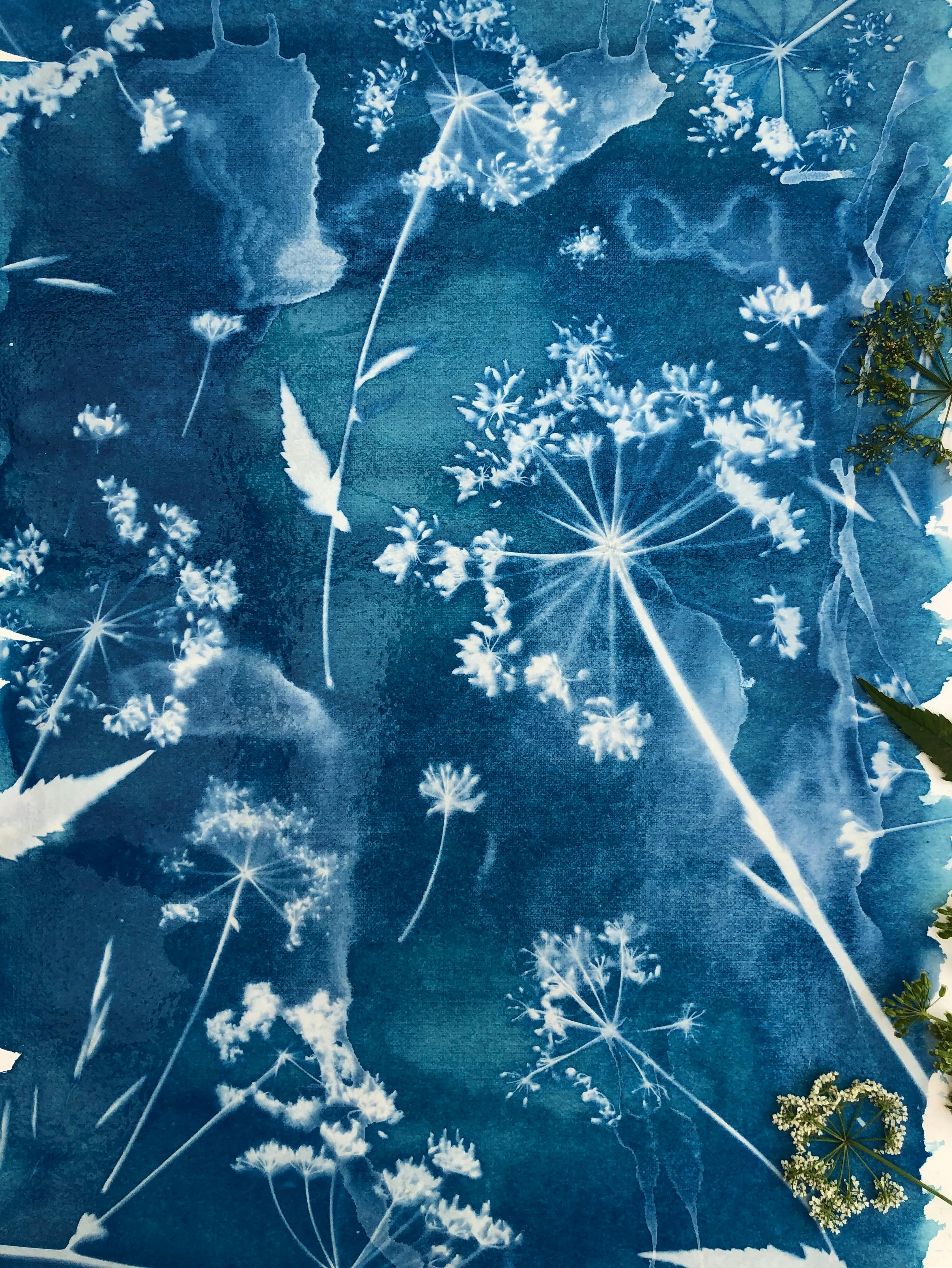 Cyanotype Art of Various Plants and Flowers · Free Stock Photo