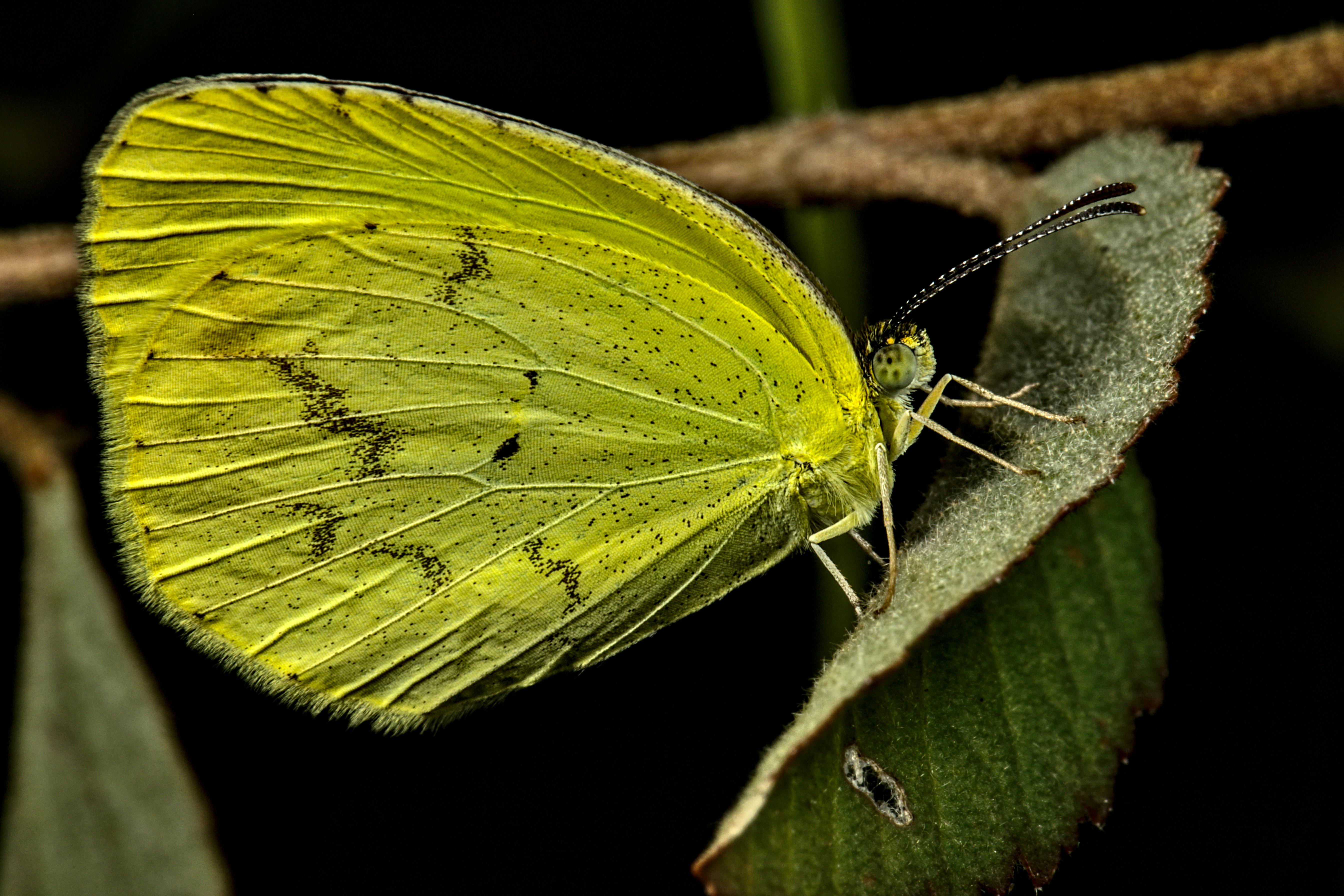 Mont Insect Photos, Download The BEST Free Mont Insect Stock Photos ...