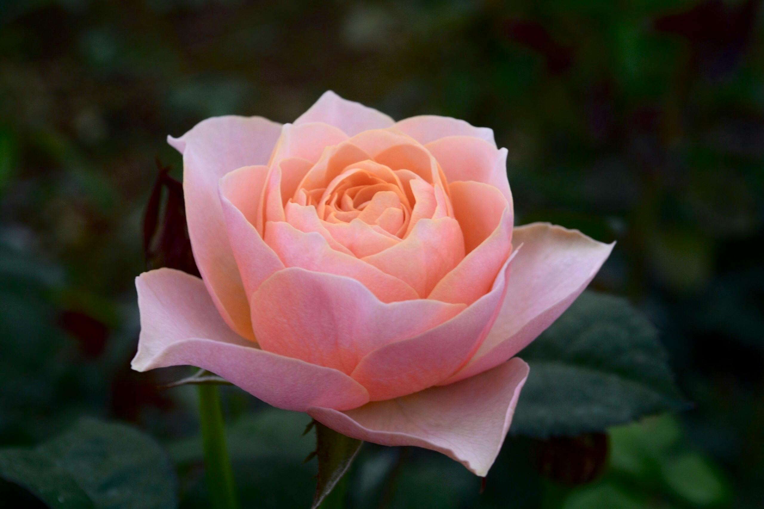 Pink Rose Flower in Bloom · Free Stock Photo