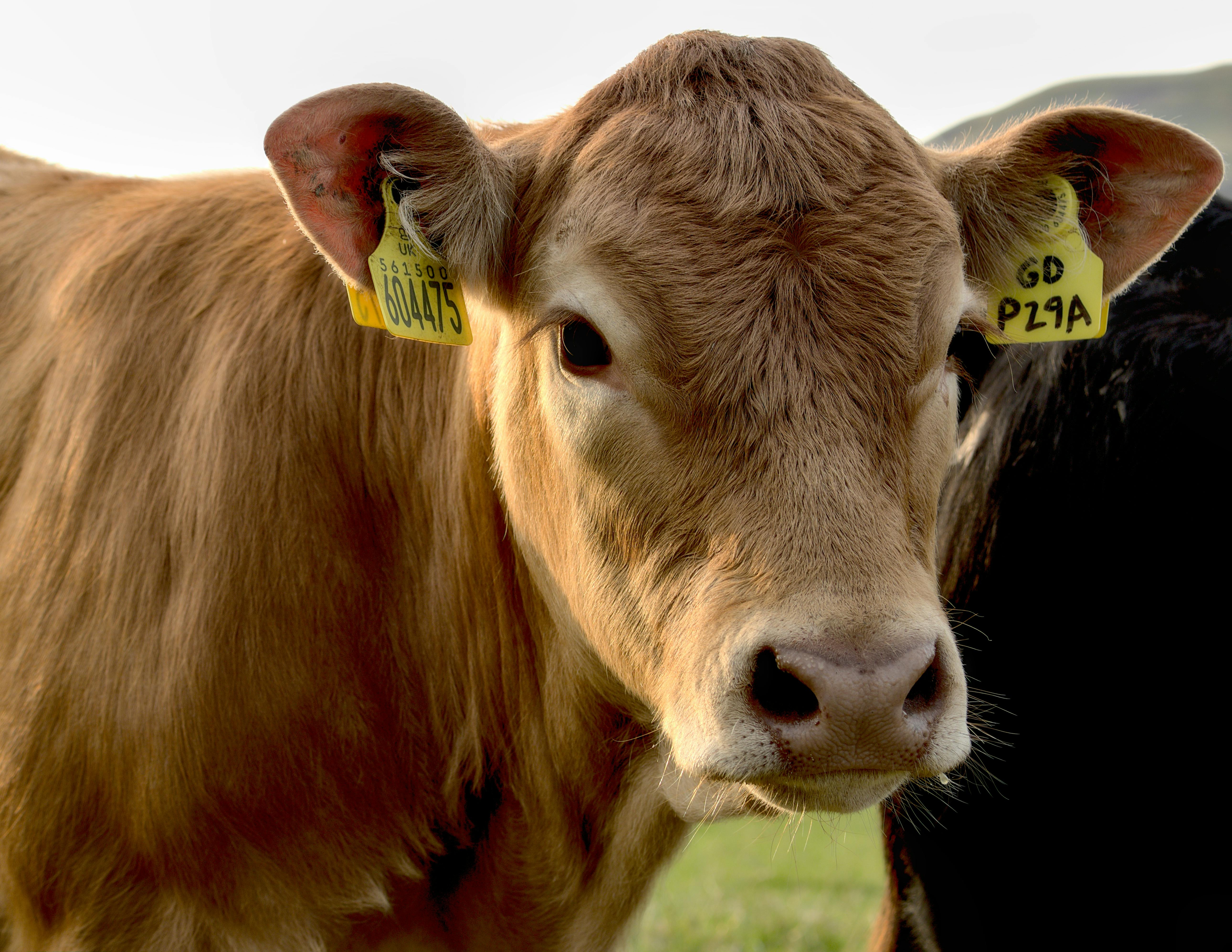 Brown Cows with Ear Tags · Free Stock Photo