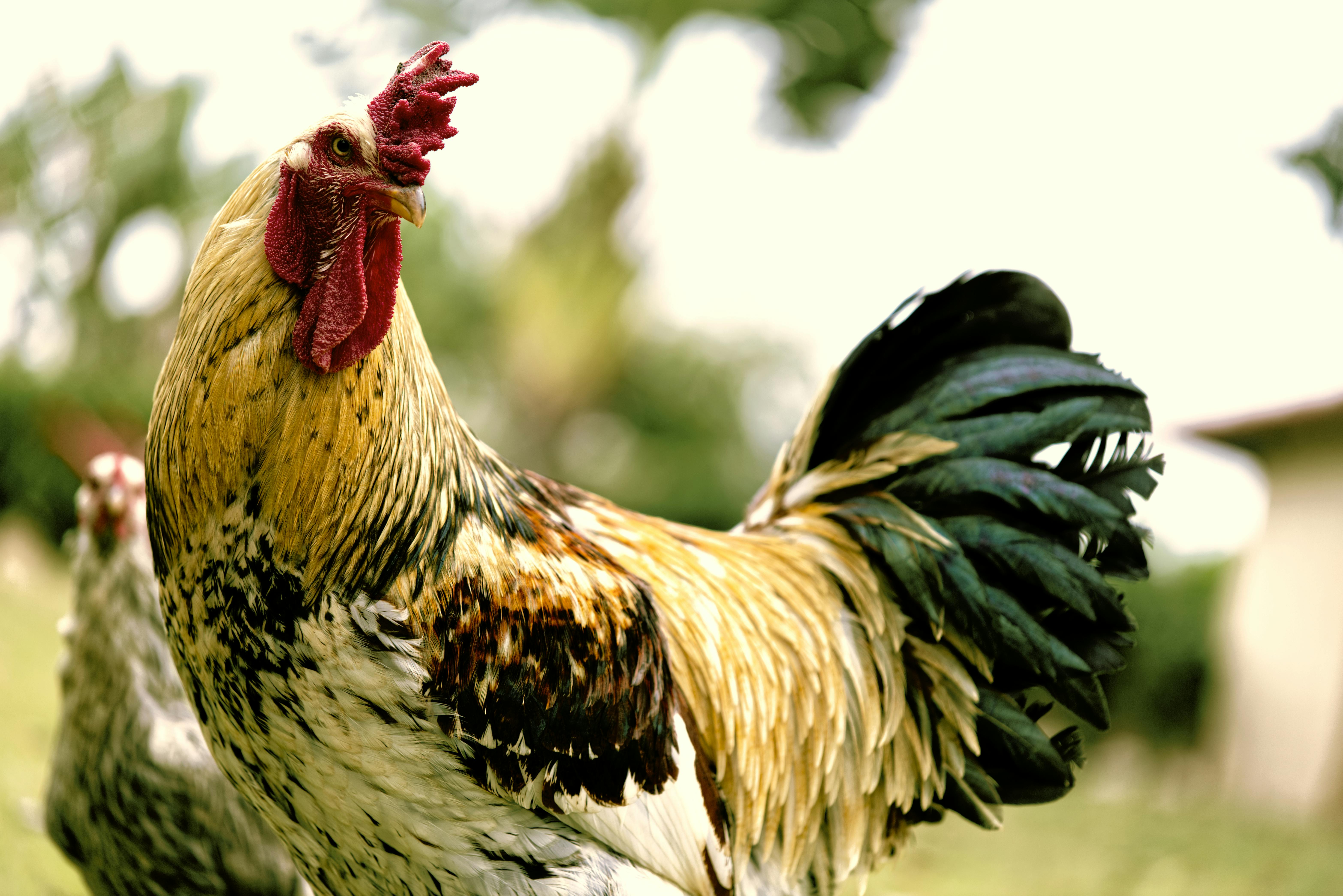 Close-up Photography of Orange Rooster on Brown Wooden Bench · Free ...
