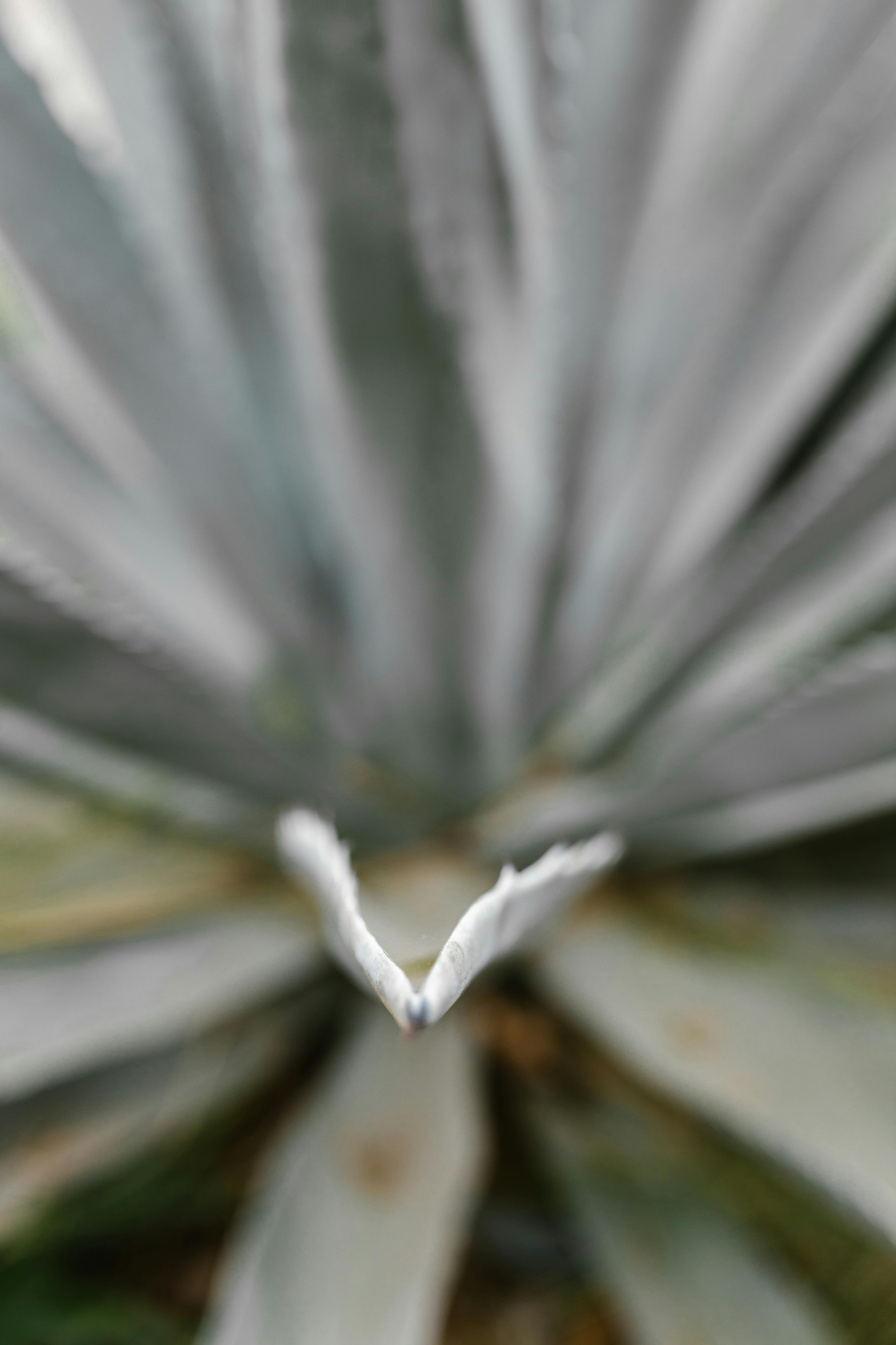 Blue Agave Fruit Pile Close-up · Free Stock Photo