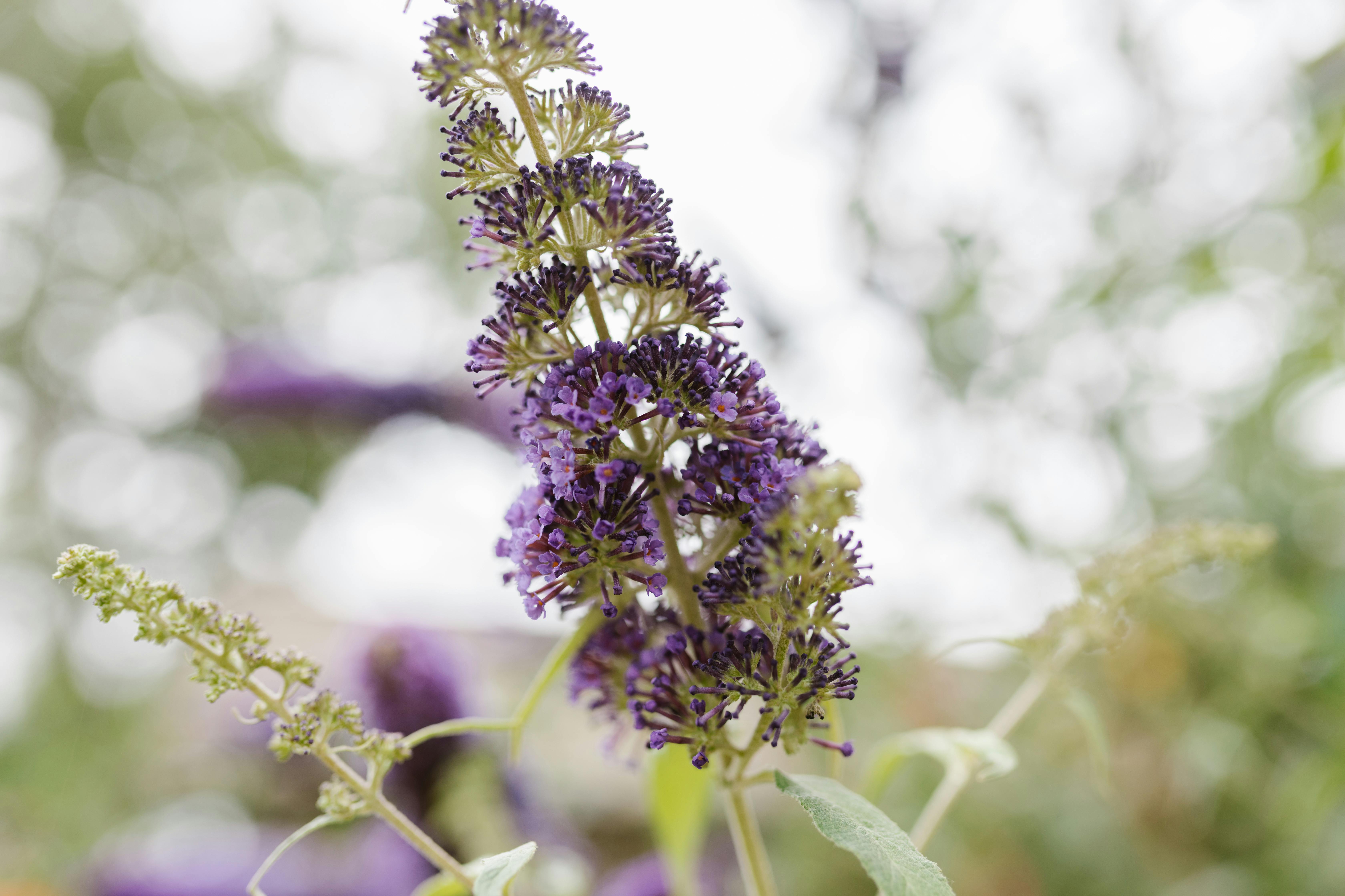 Close-up Shot of Beautiful Purple Flowers · Free Stock Photo