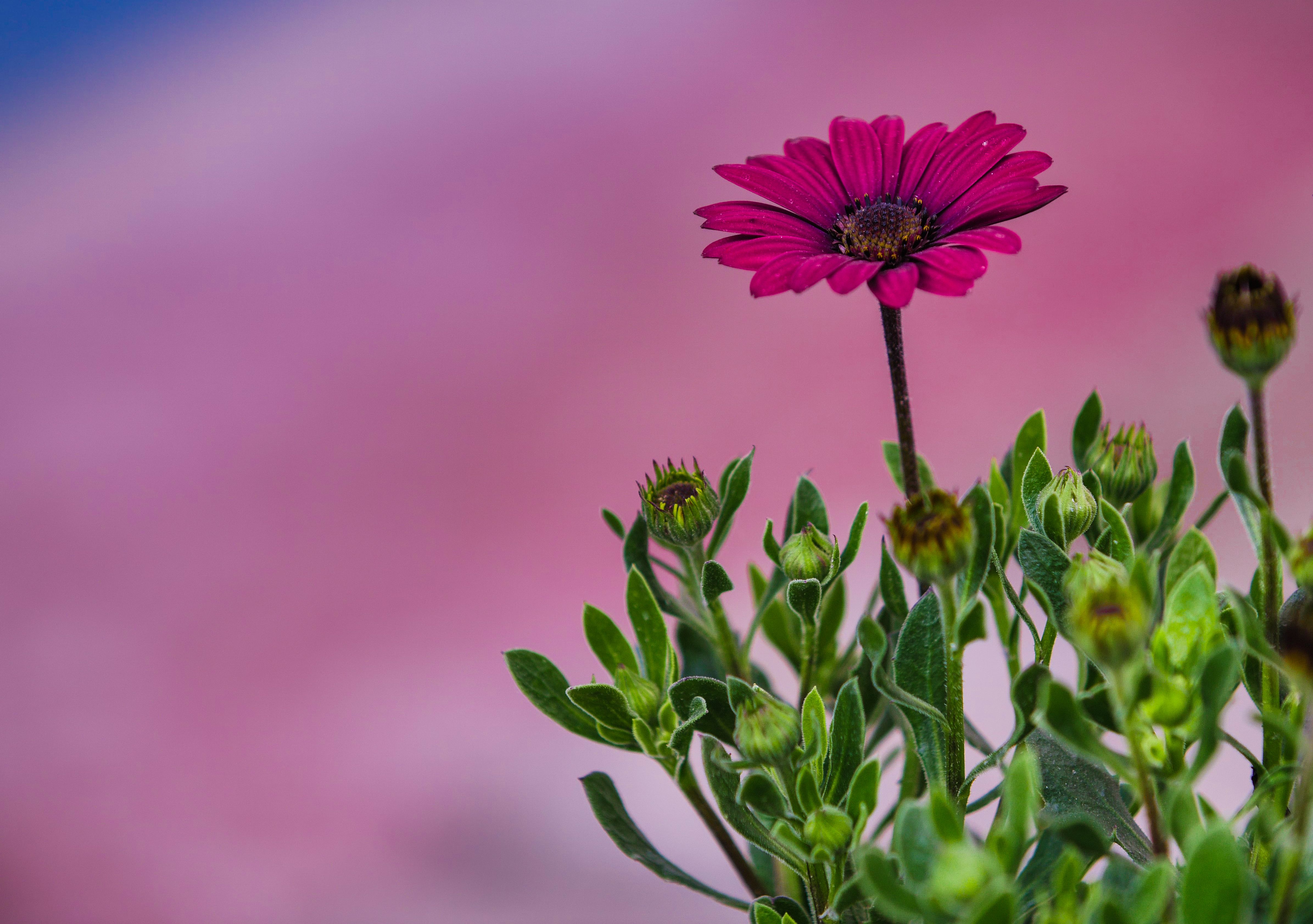 African Daisy Photos, Download The BEST Free African Daisy Stock Photos ...
