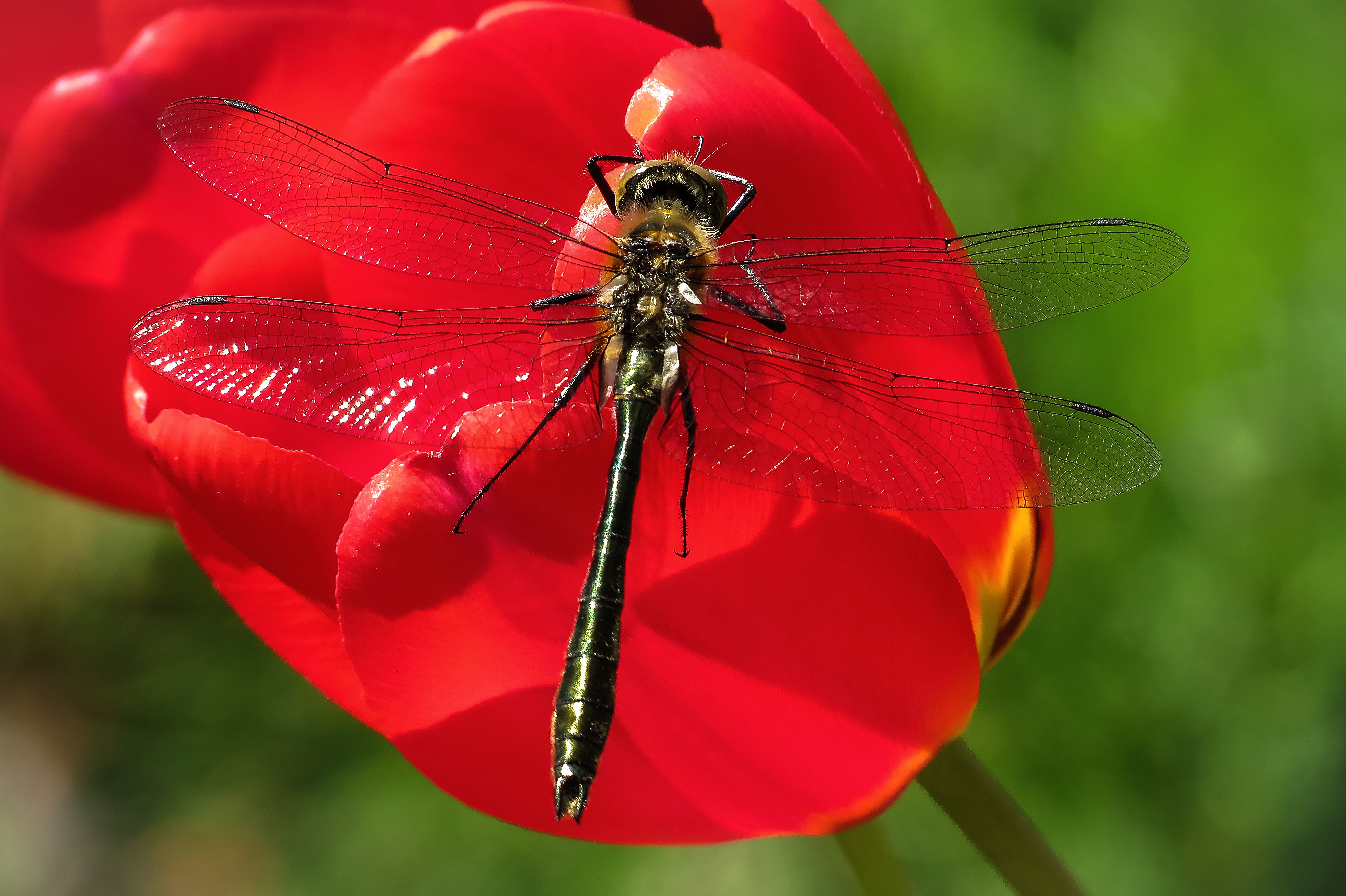 Dragonfly on a Red Tulip · Free Stock Photo