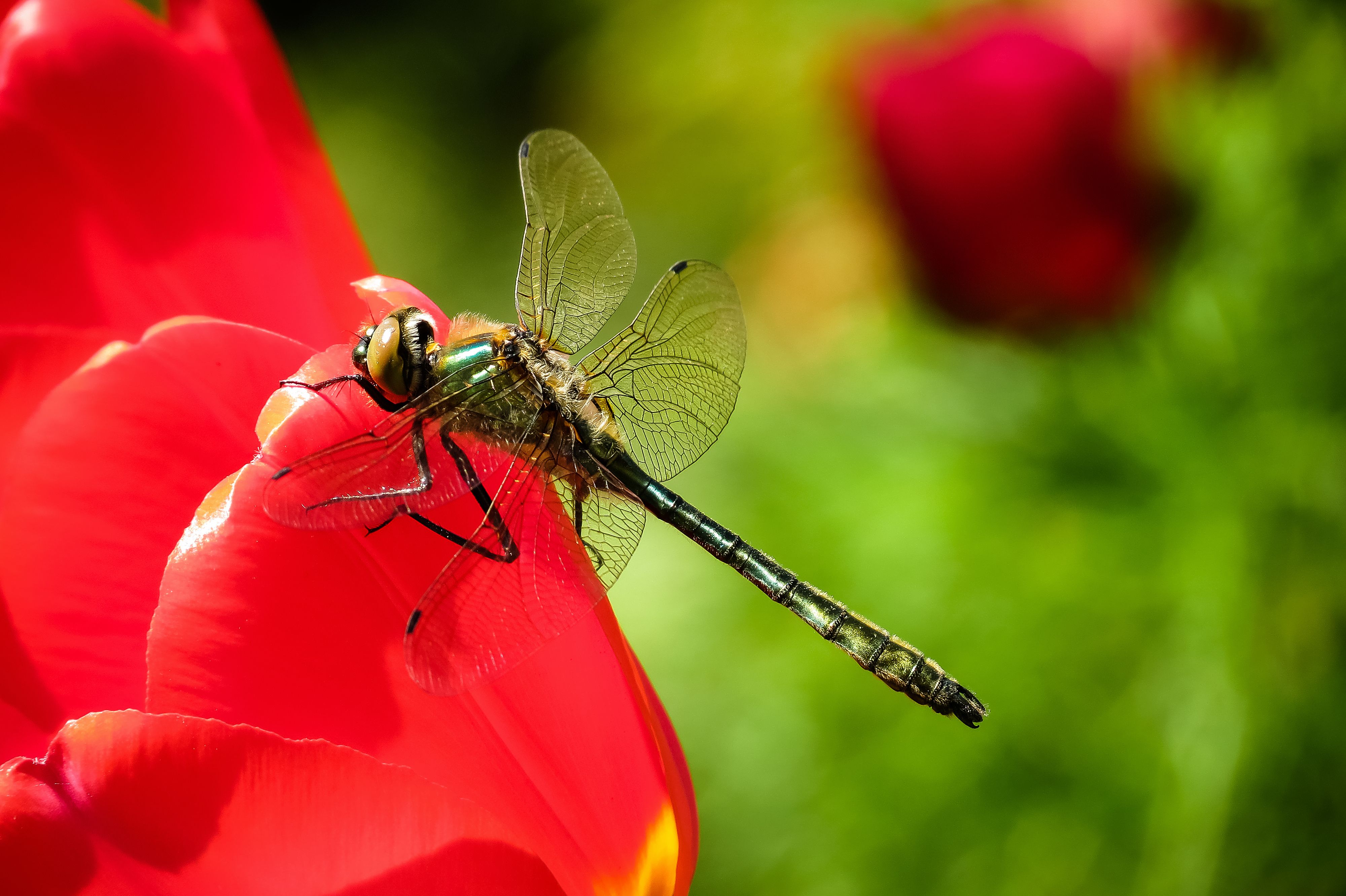 Dragonfly on a Tulip · Free Stock Photo