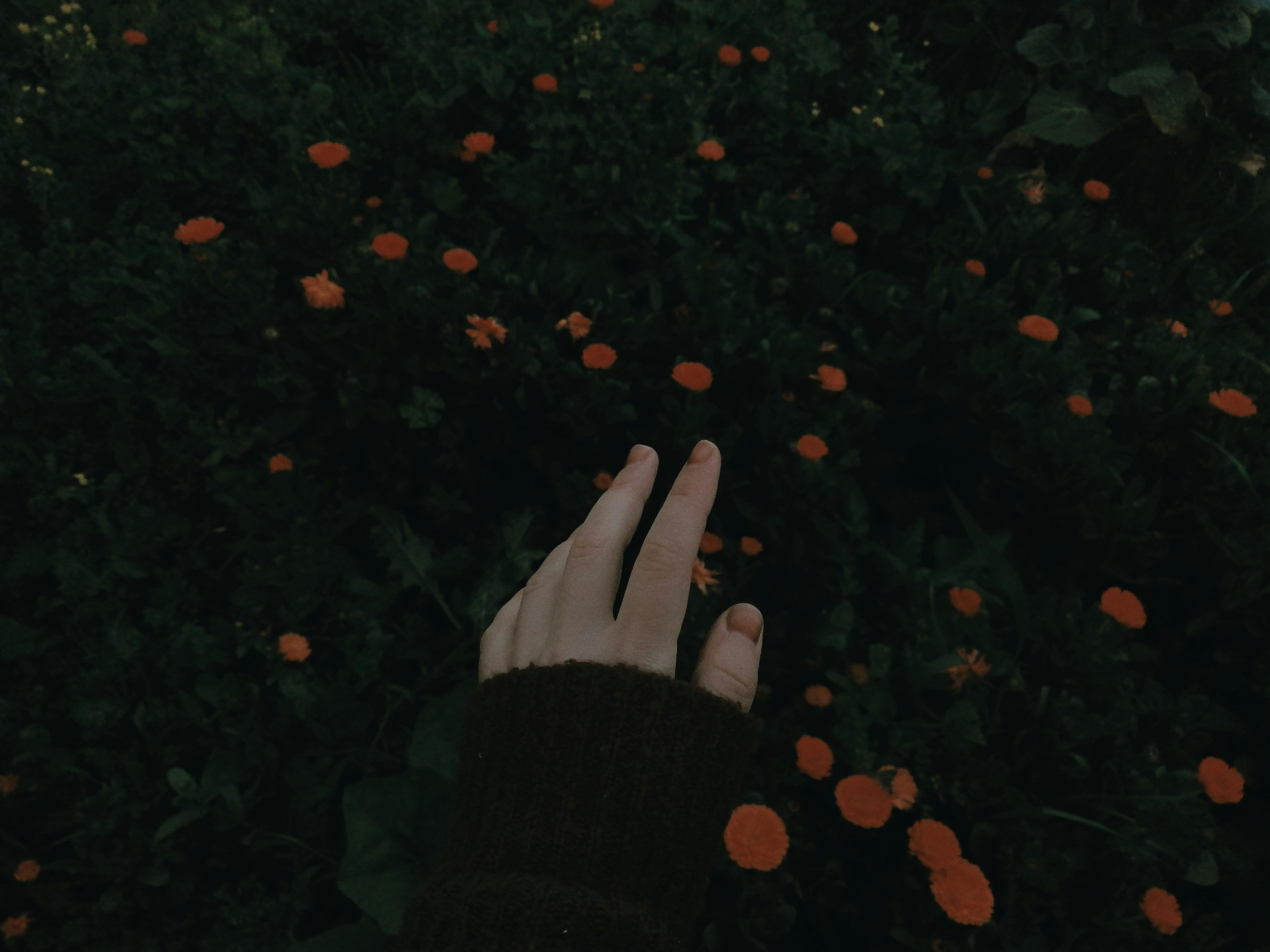 Person's Hand in Shallow Photo · Free Stock Photo