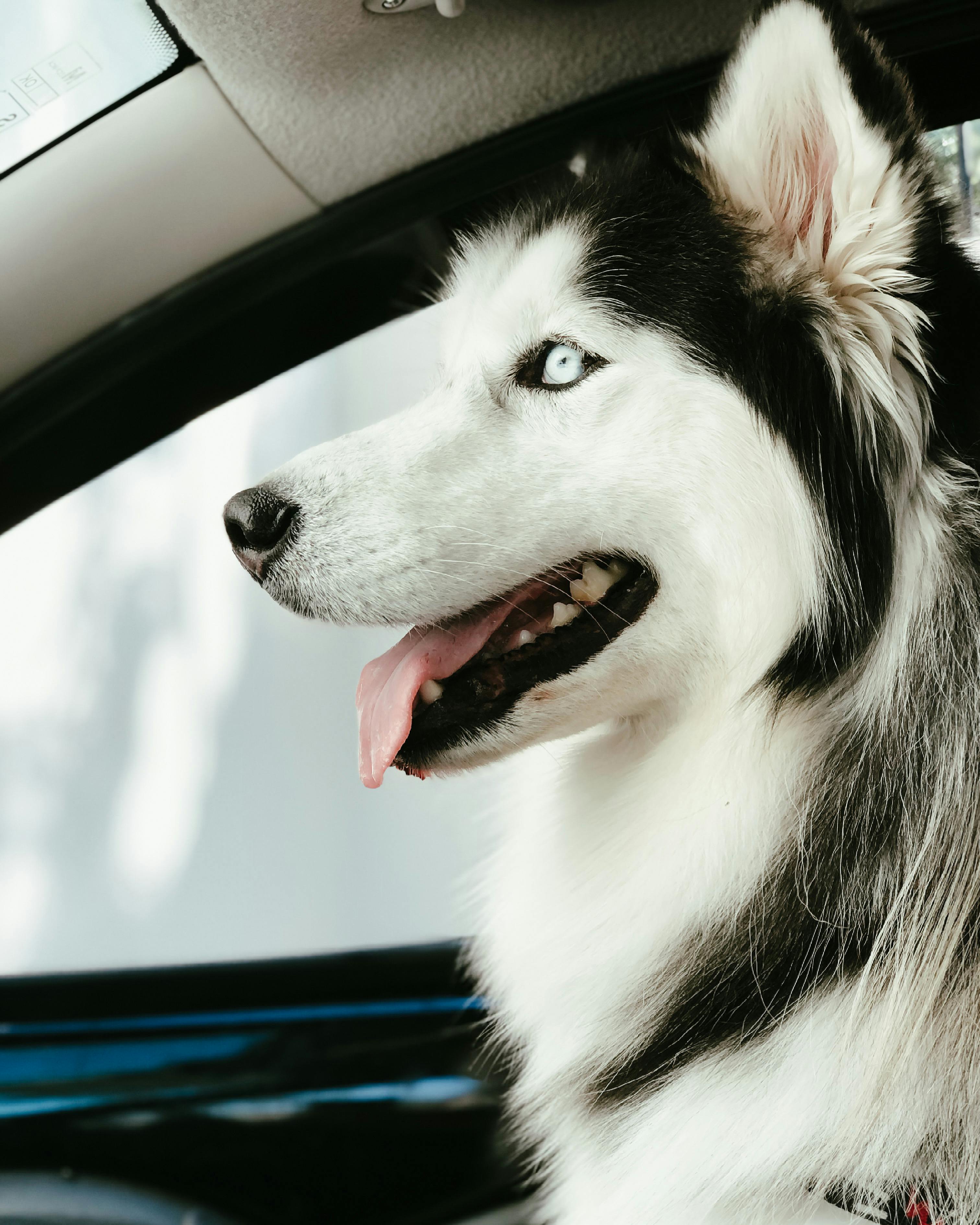 Close Up Shot of a Siberian Husky · Free Stock Photo