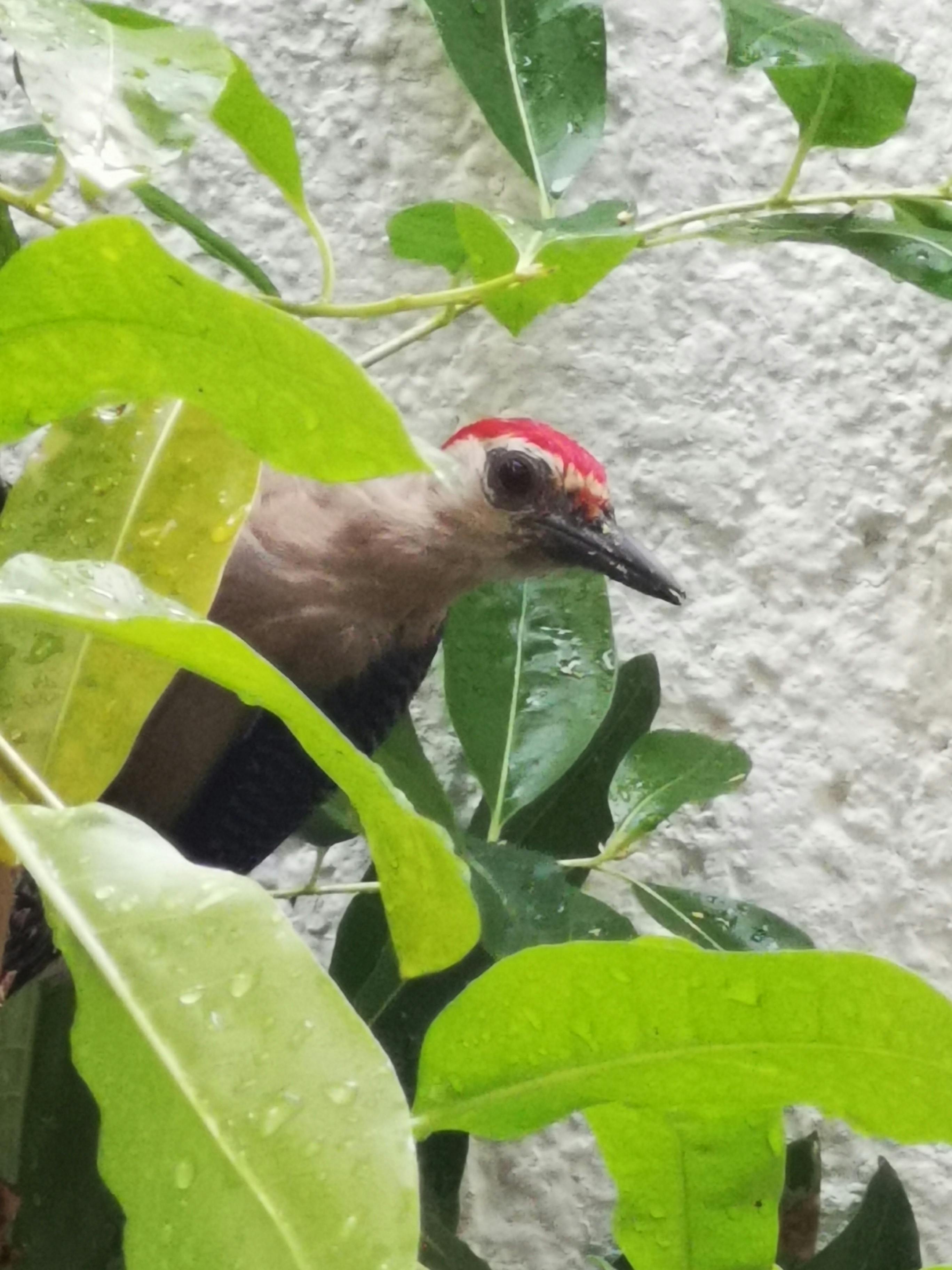 Carlos Porras - 사진