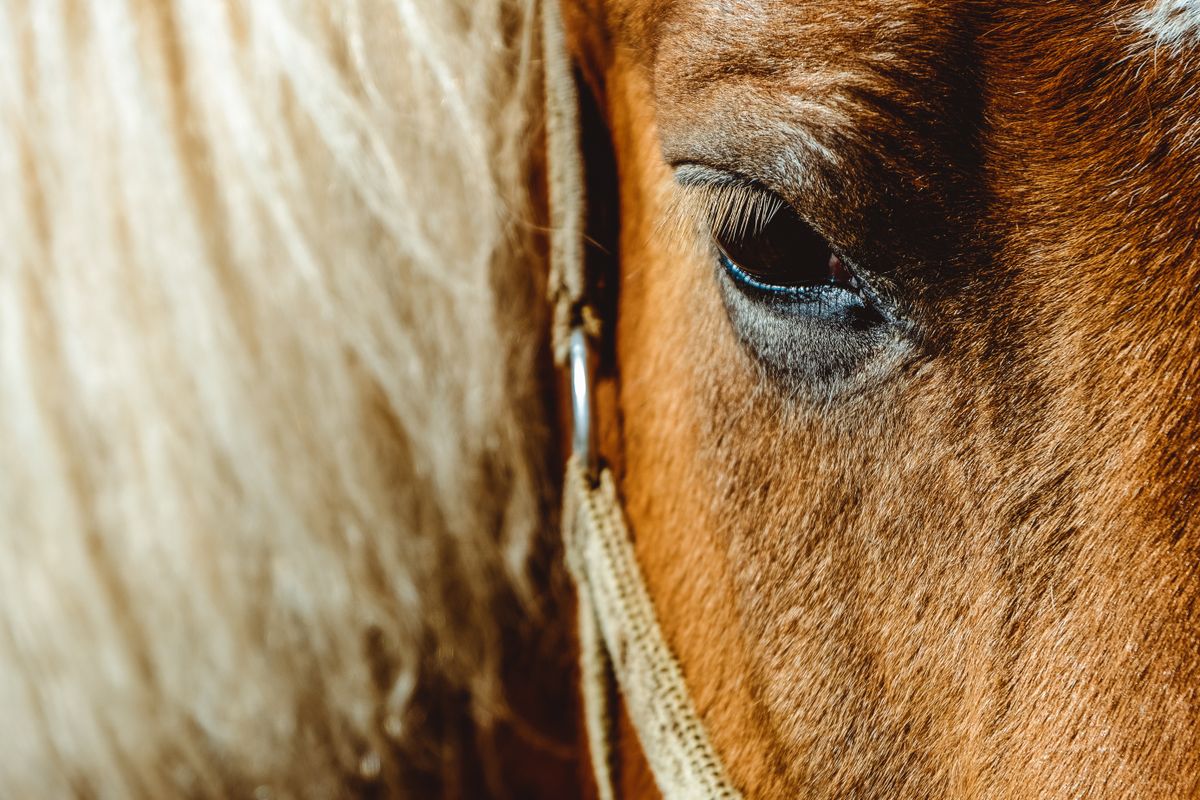 Understanding Horse Eye Diseases: Symptoms and Vision Impact