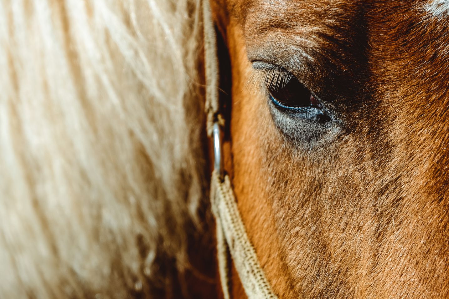 Understanding Horse Eye Diseases: Symptoms and Vision Impact