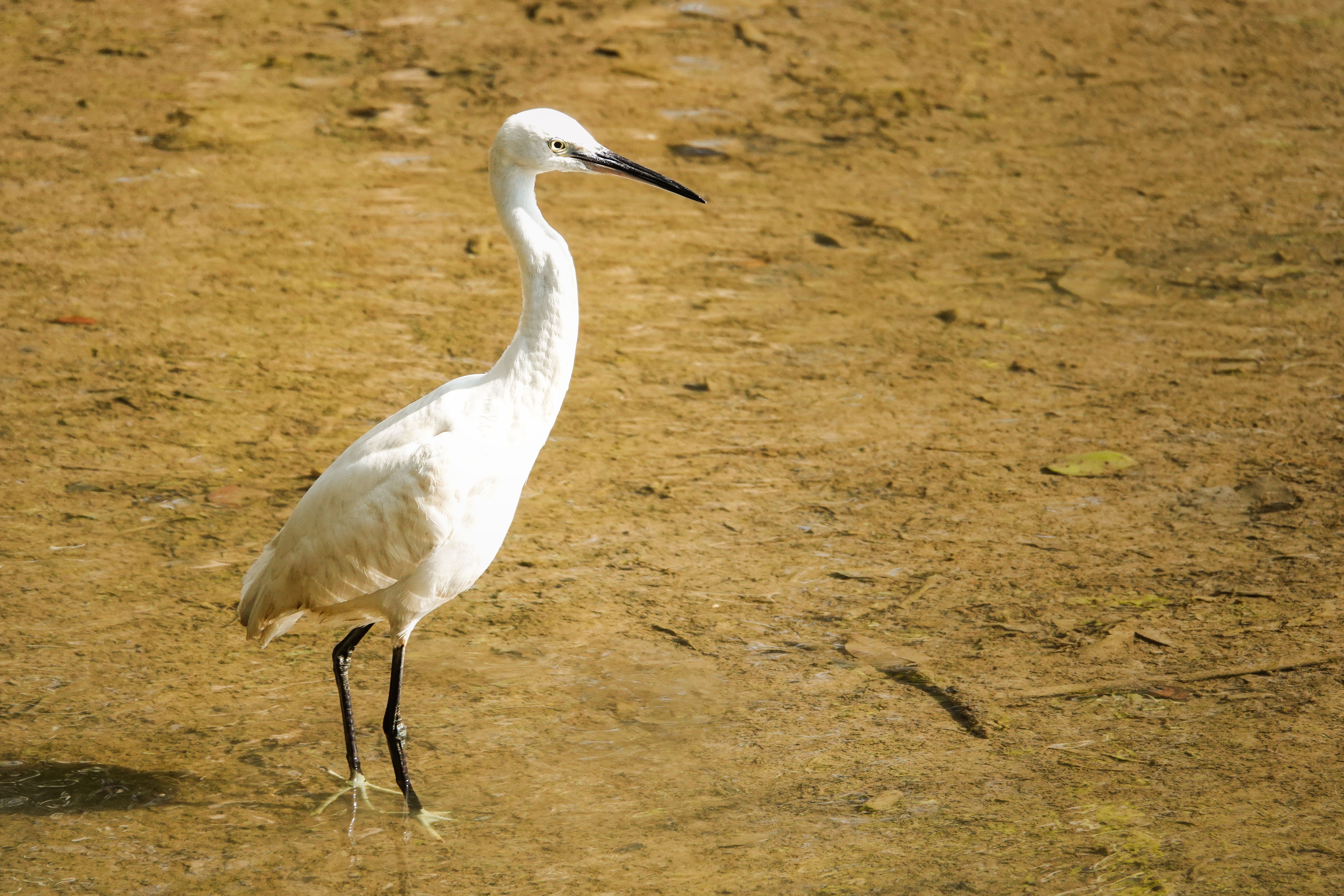 White Egret on Brown Sand · Free Stock Photo
