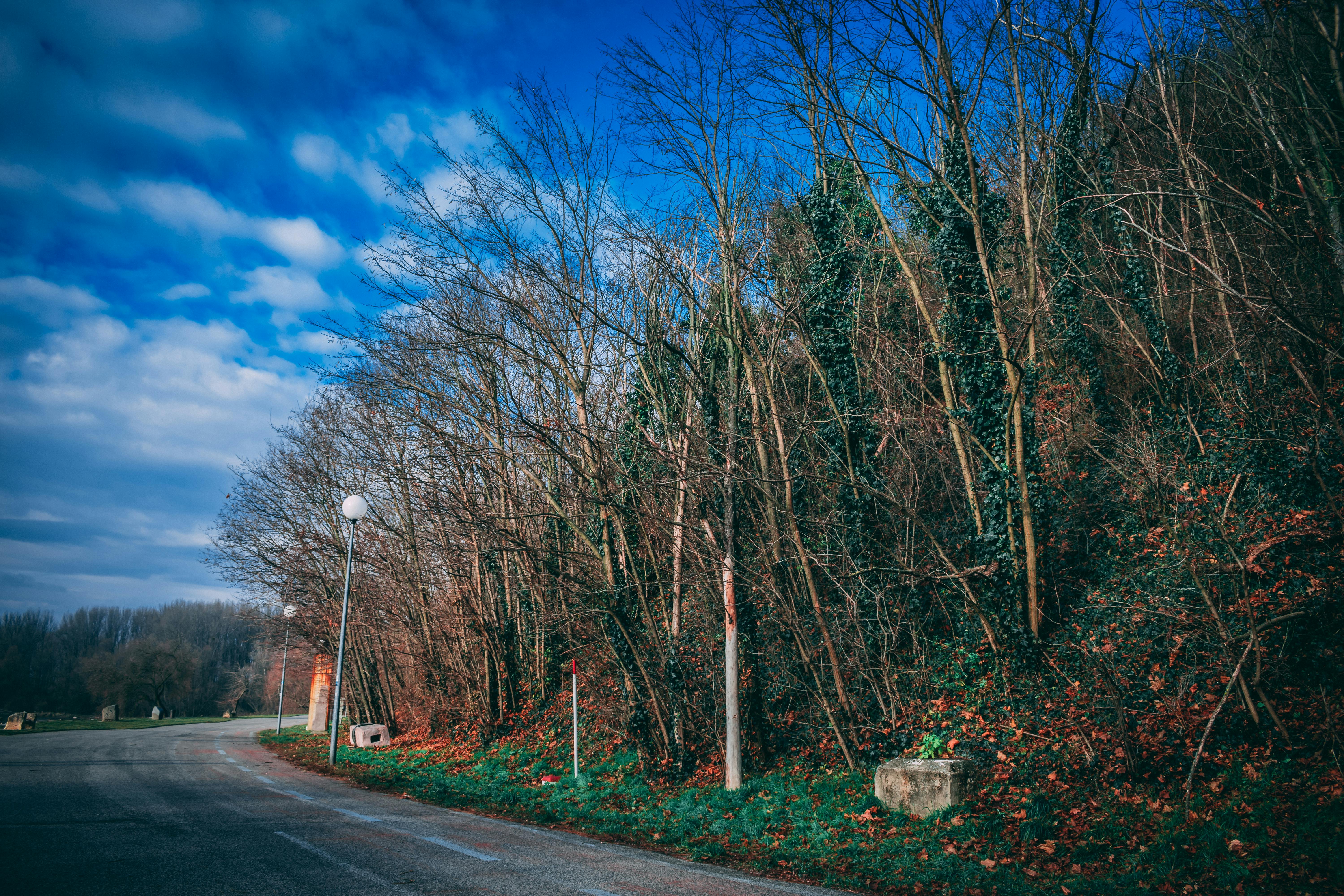 Trees By The Road · Free Stock Photo