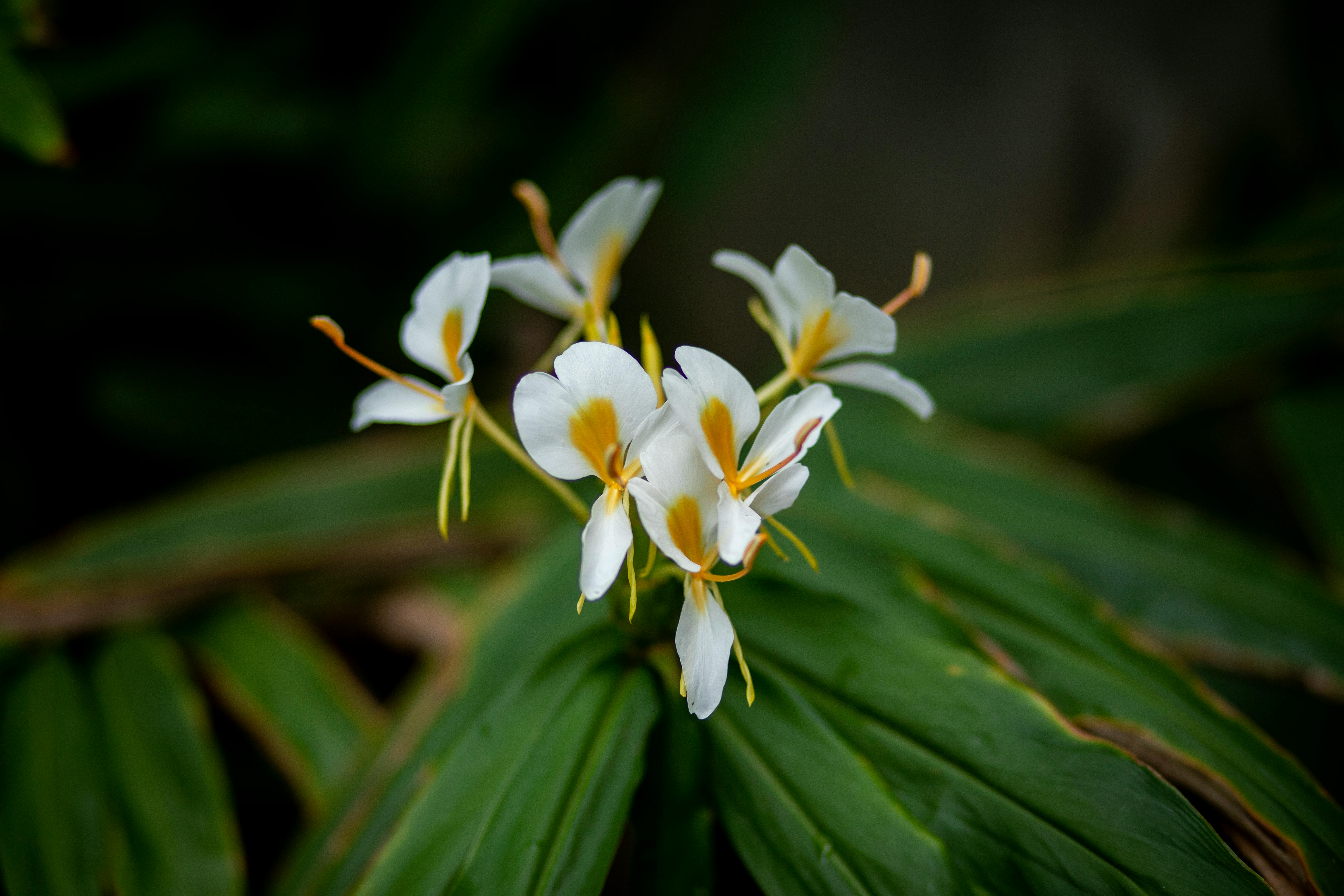Putulu Ningombam - 摄影