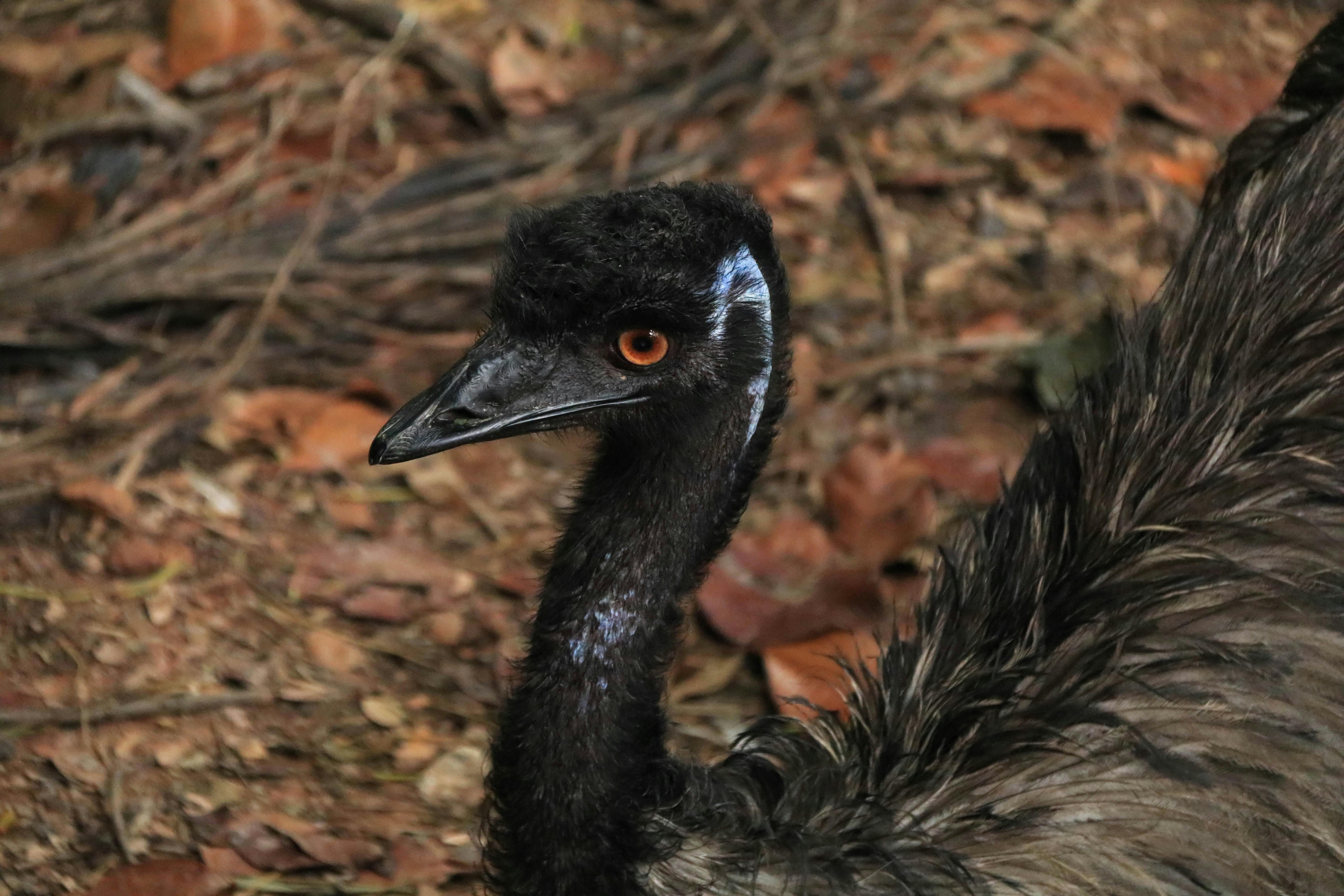 Photo of a Standing Emu · Free Stock Photo