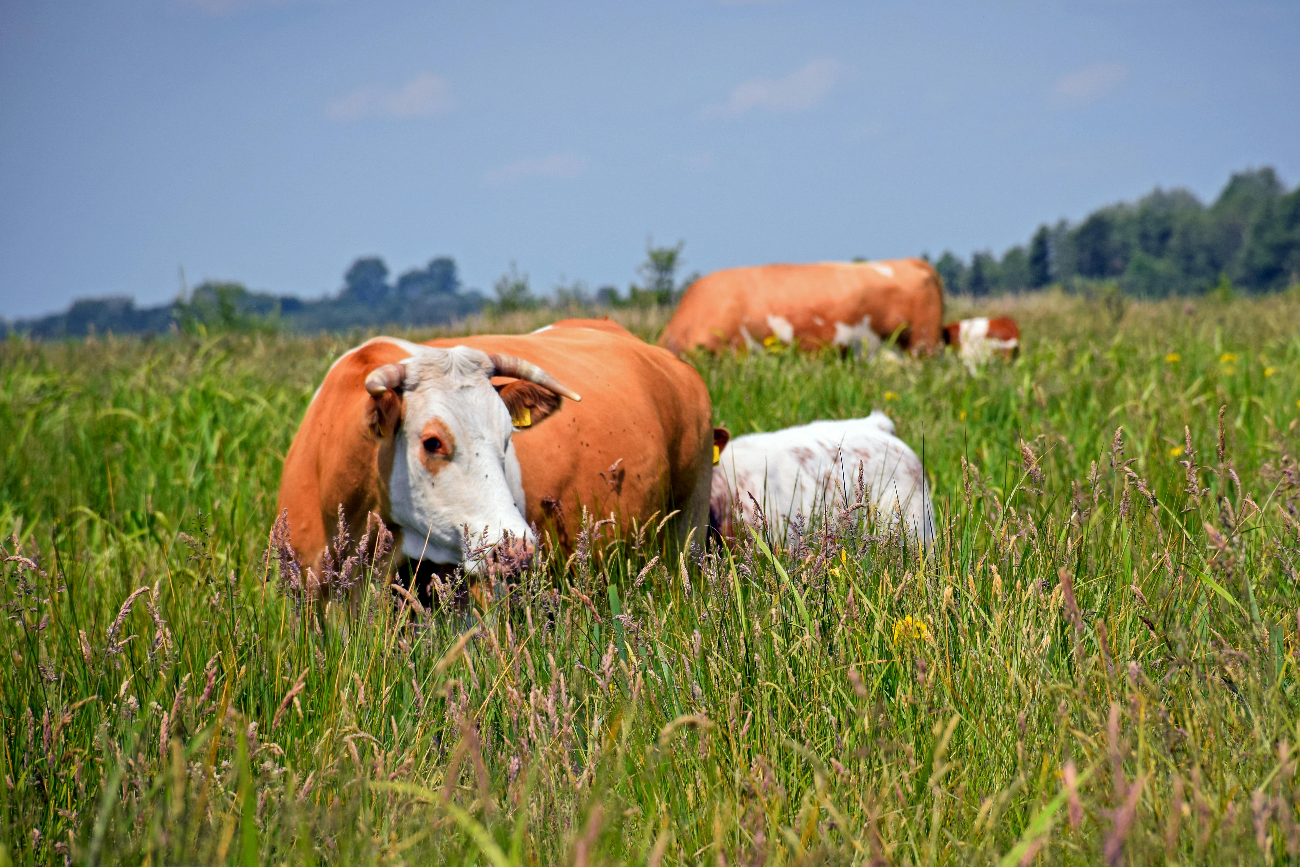 Charith Suriyakula - Photography