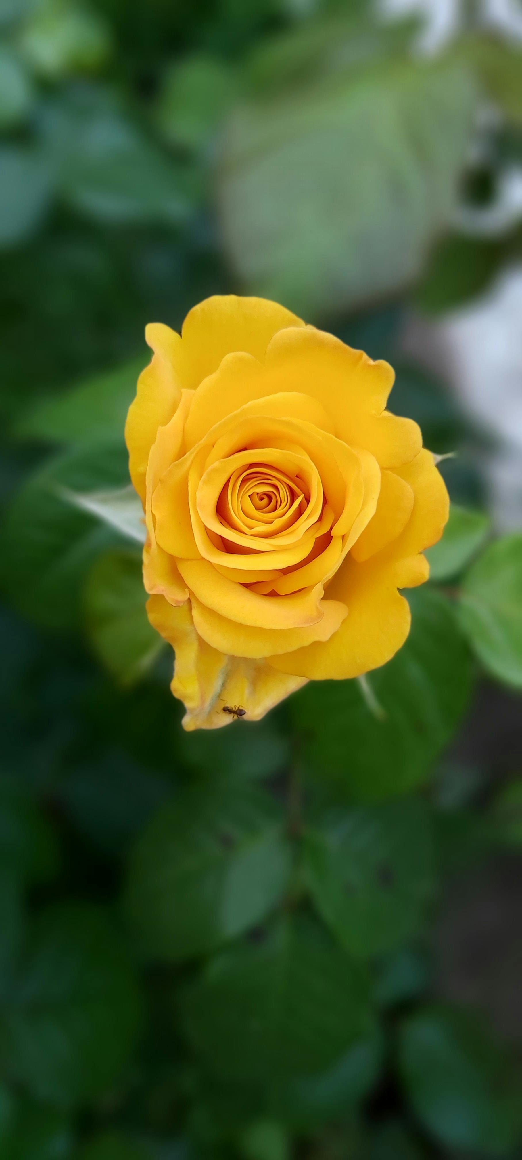 Close-Up Shot of a Yellow Rose in Bloom · Free Stock Photo