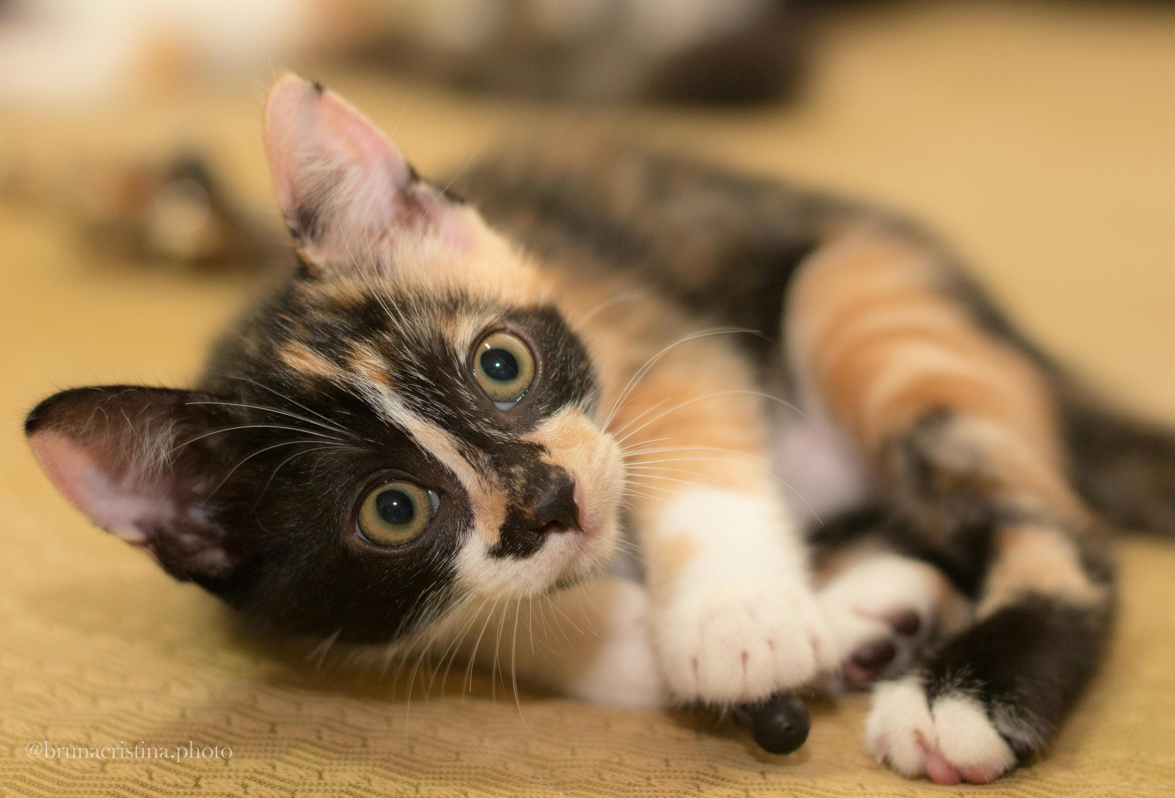 Free stock photo of gato