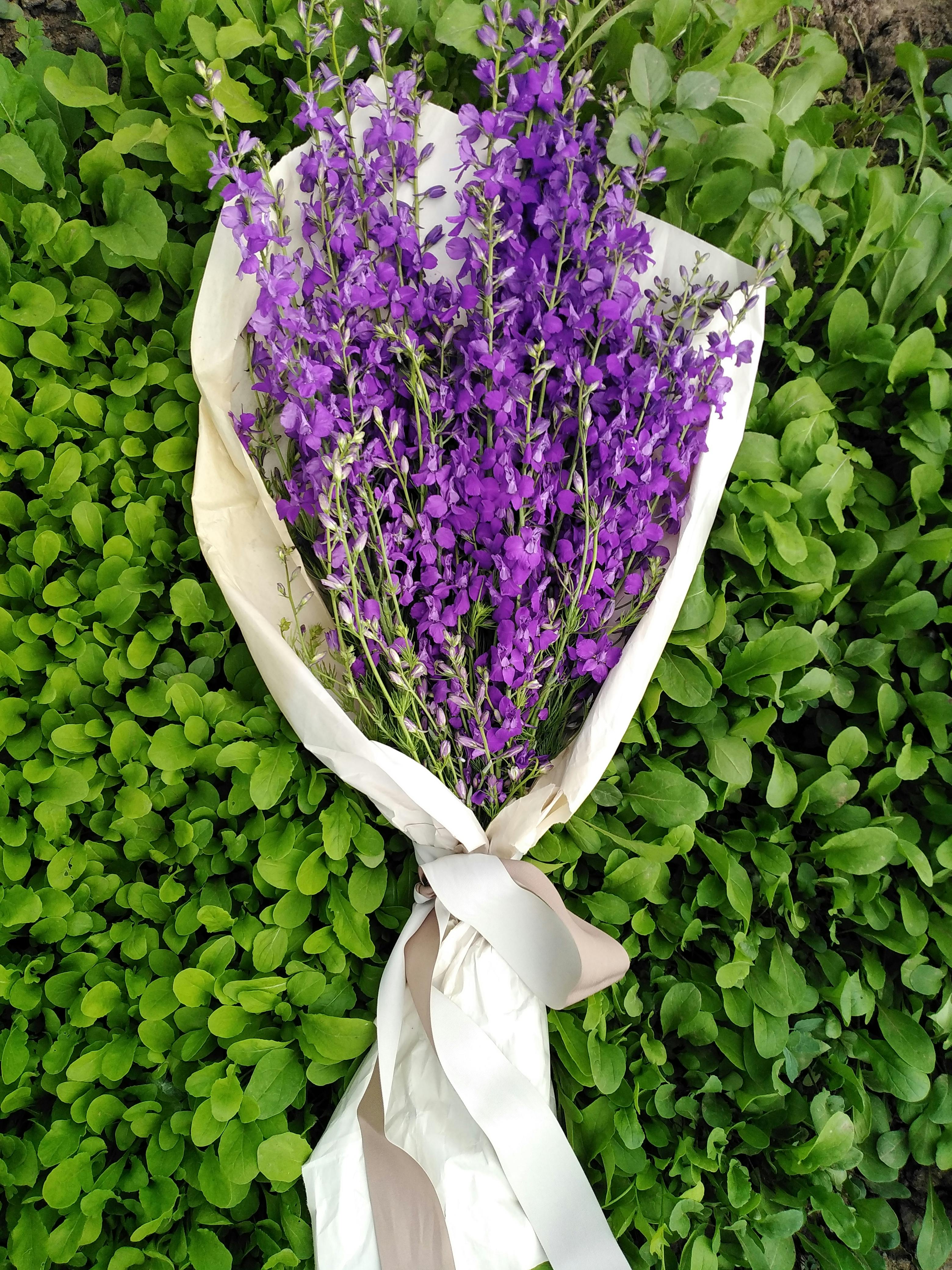 Hoary Photos, Download The BEST Free Hoary Stock Photos & HD Images