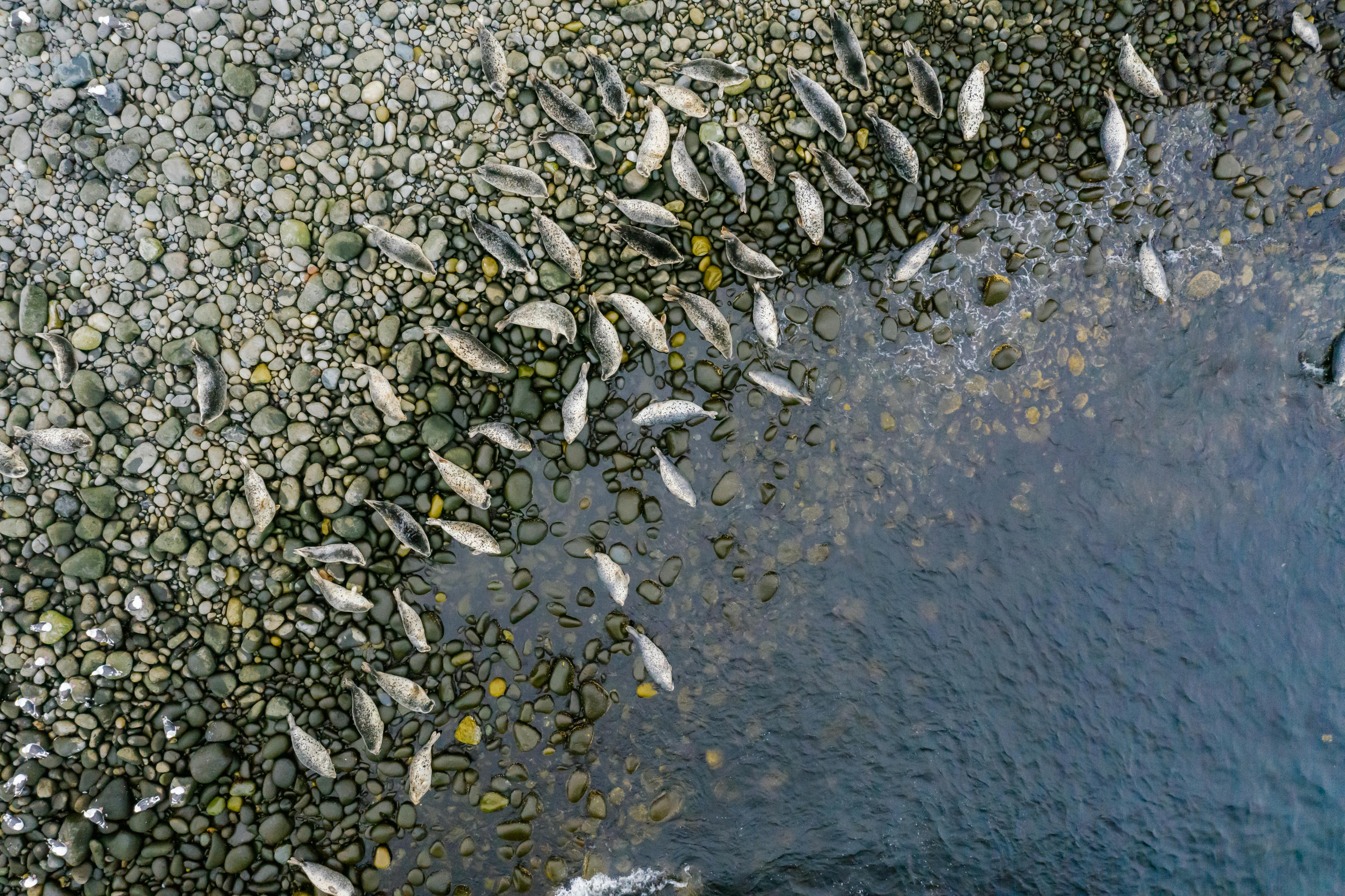 Fish Lying Down on Shore · Free Stock Photo