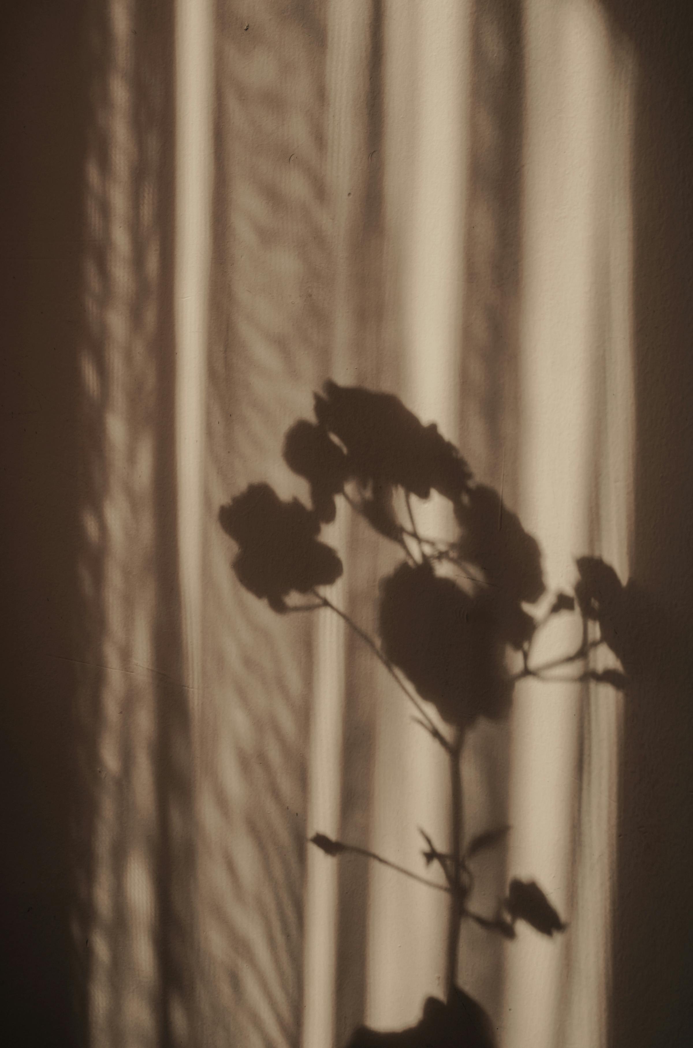 Shadow of Flowers on Wall · Free Stock Photo