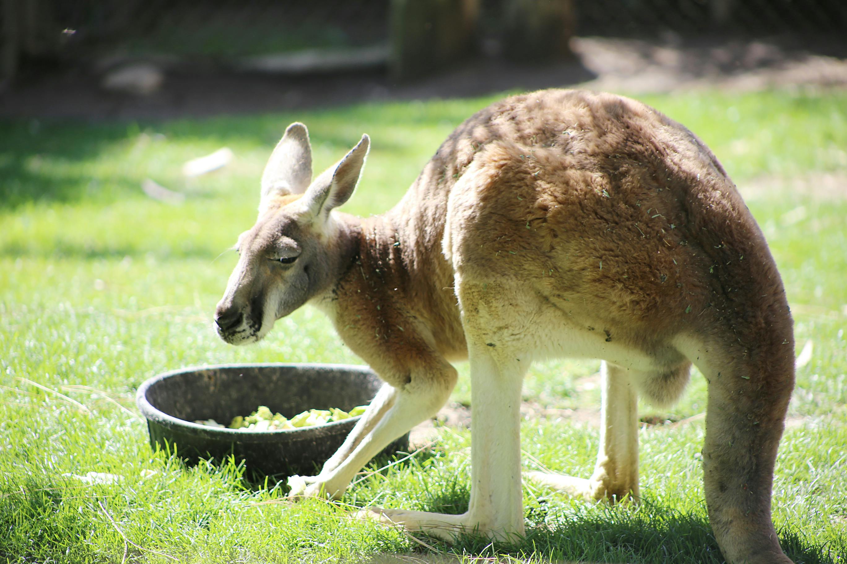 Free stock photo of animal, kangaroo, zoo animal