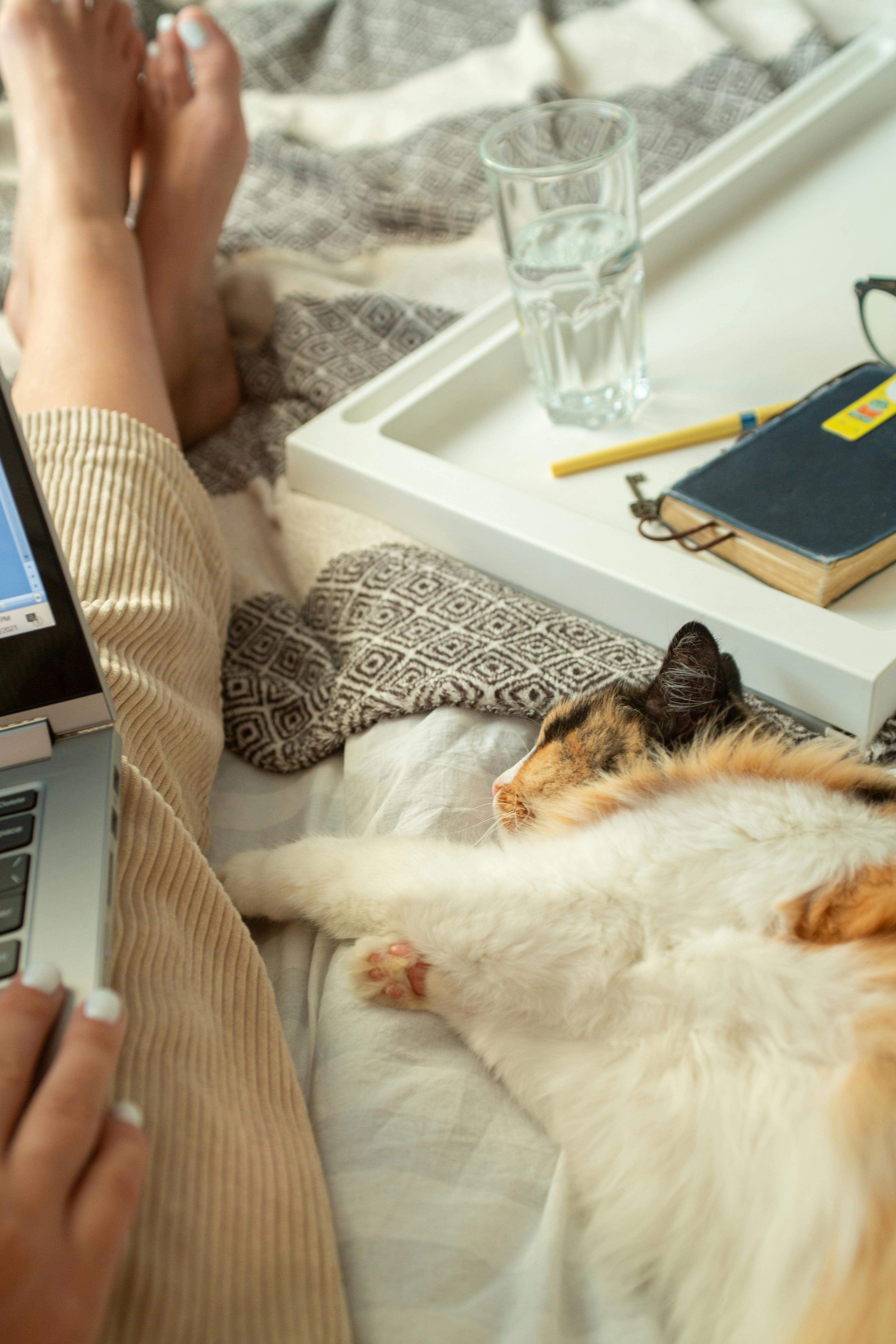 Cat Legs Photos, Download The BEST Free Cat Legs Stock Photos & HD Images