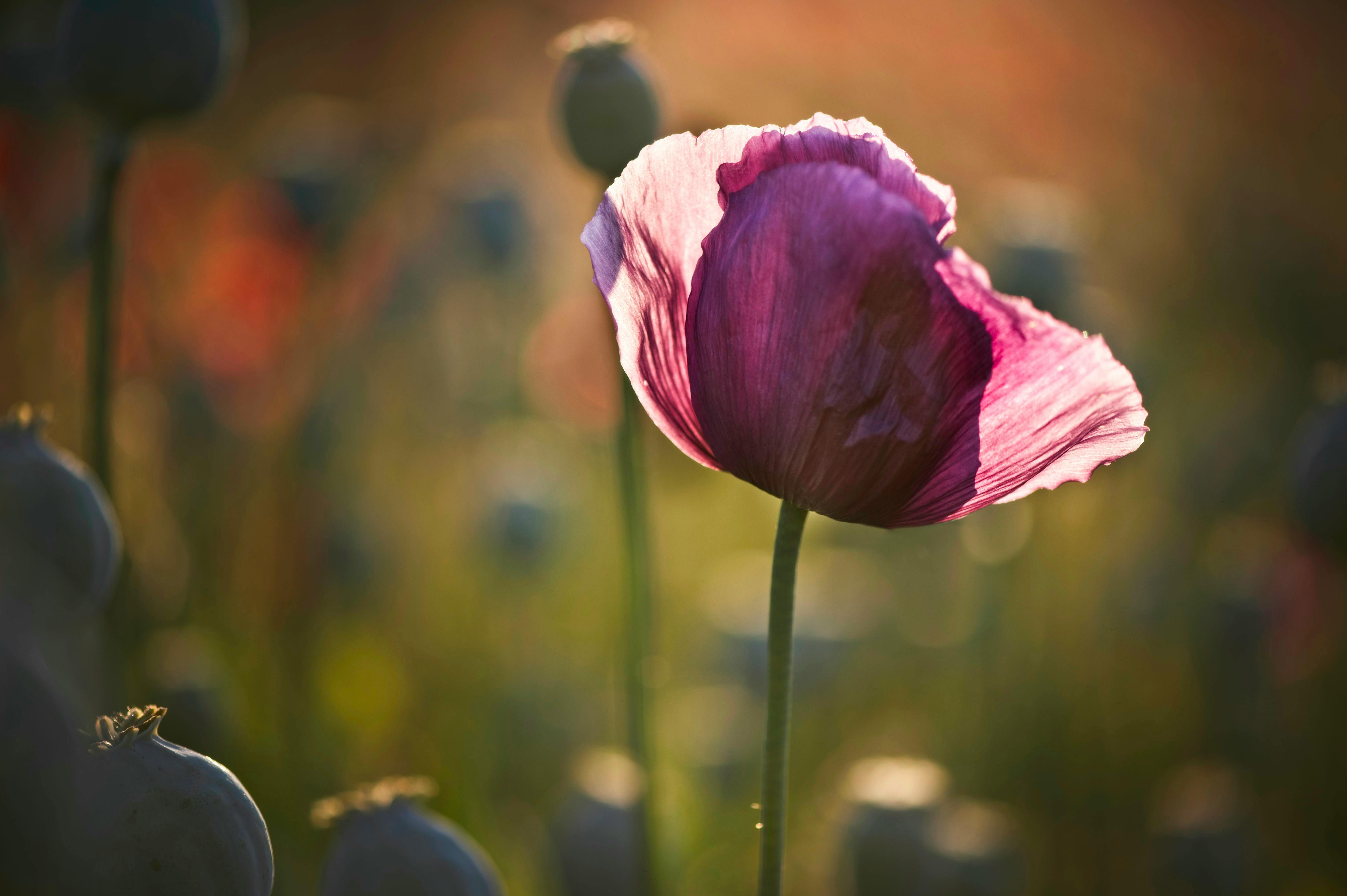 Close Up Shot of a Flower · Free Stock Photo
