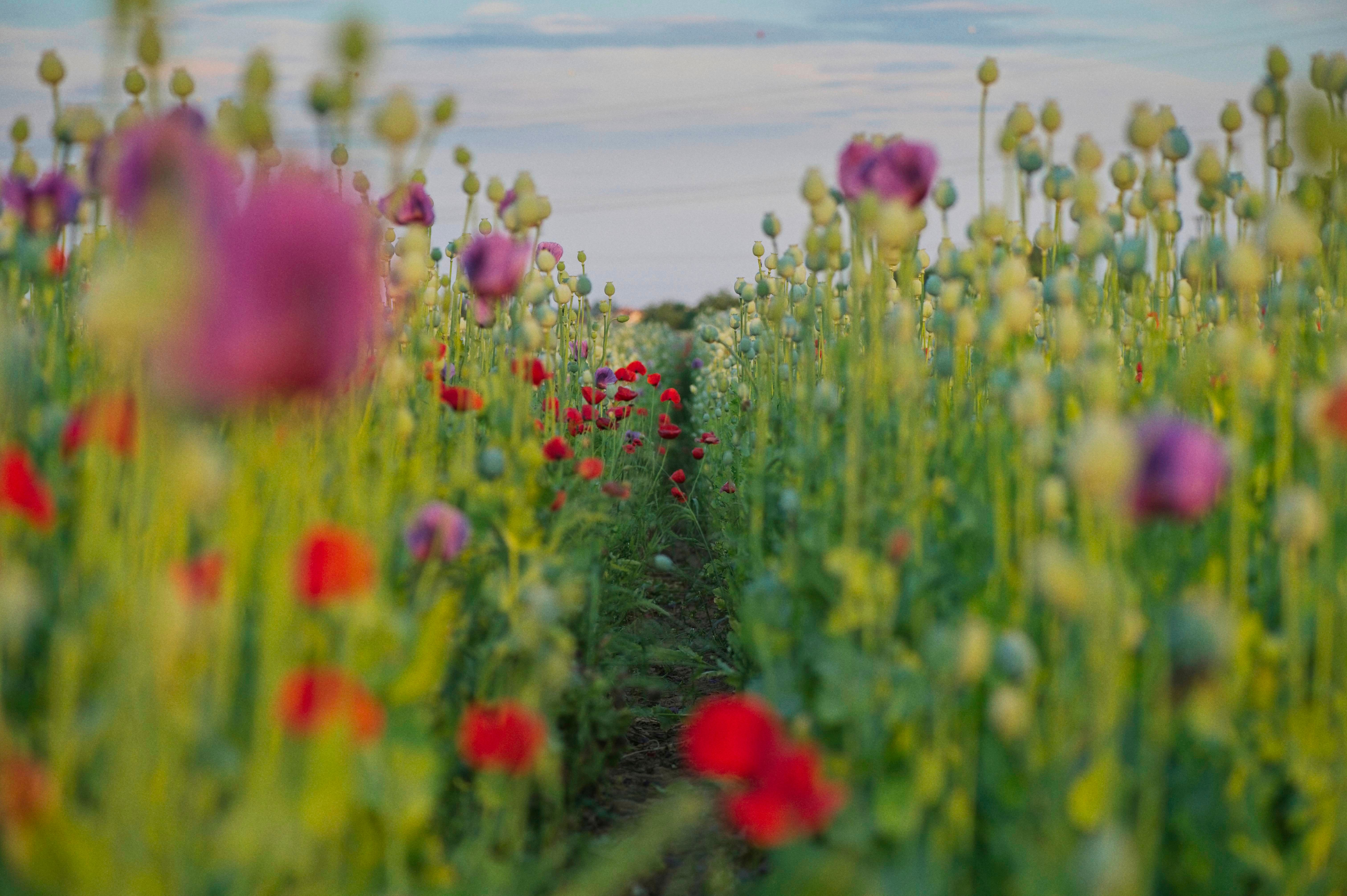 Flowers in the Flower Field · Free Stock Photo
