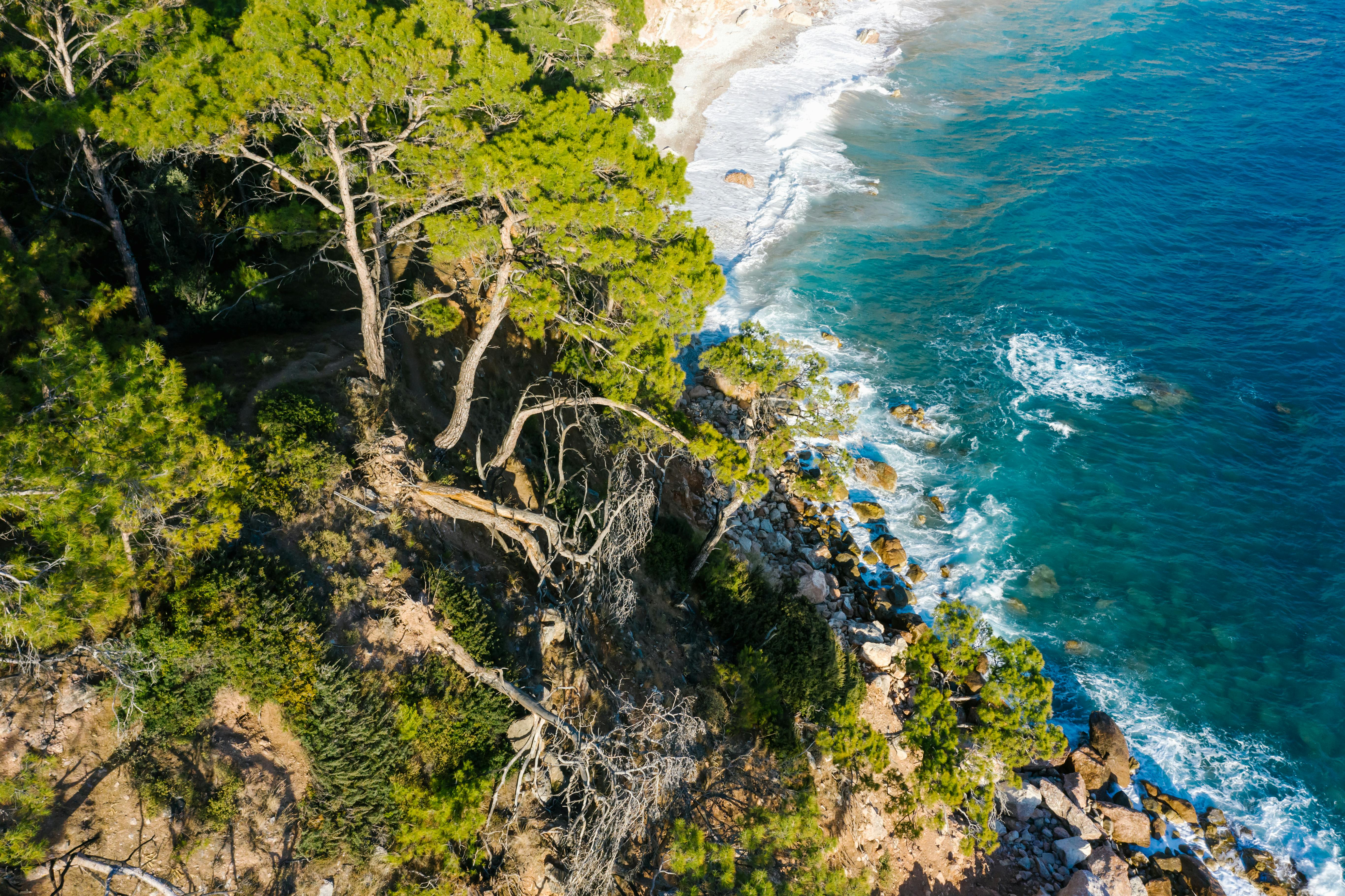 Green Trees on a Cliff · Free Stock Photo
