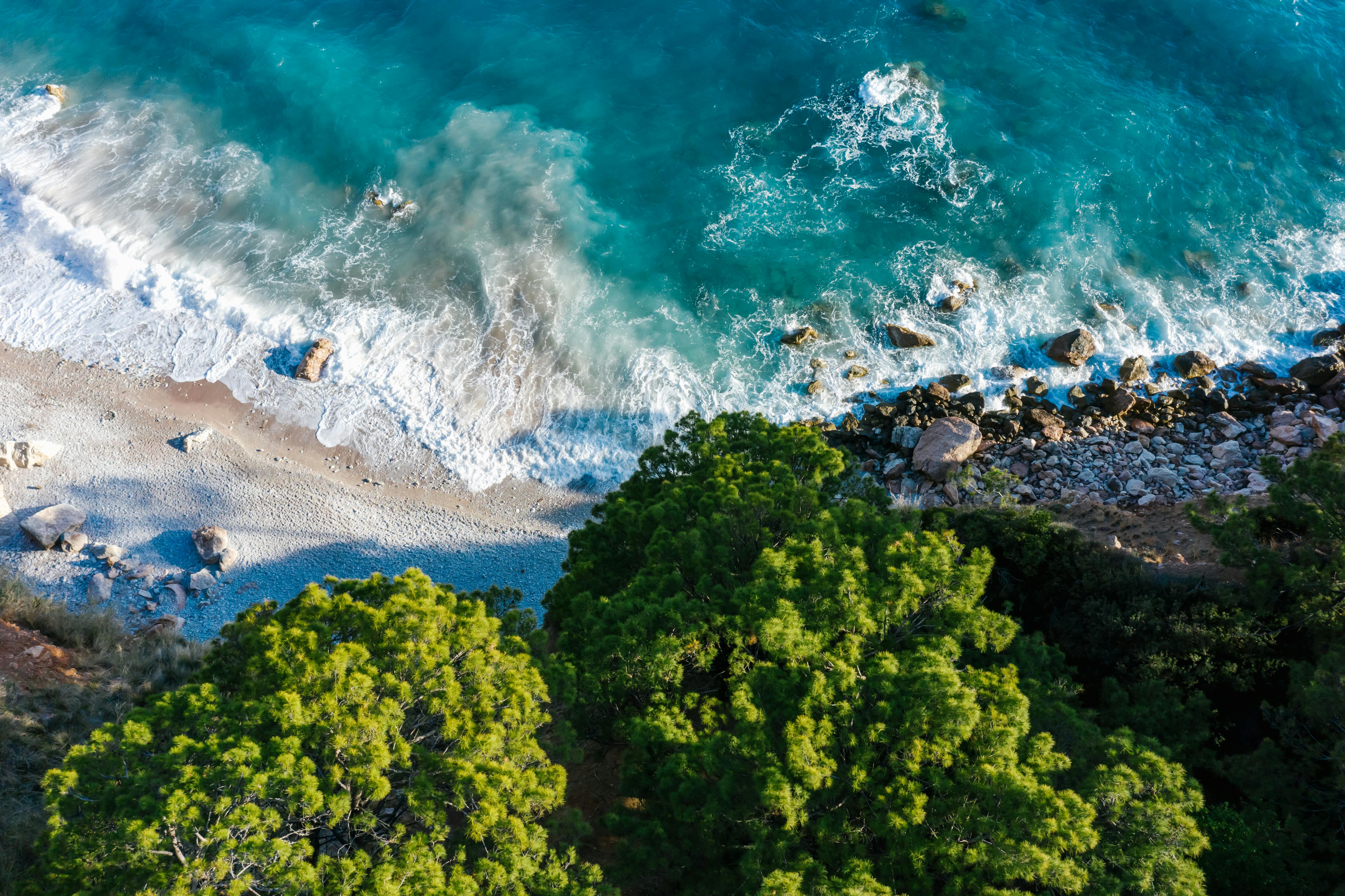 Trees on Sea Shore · Free Stock Photo