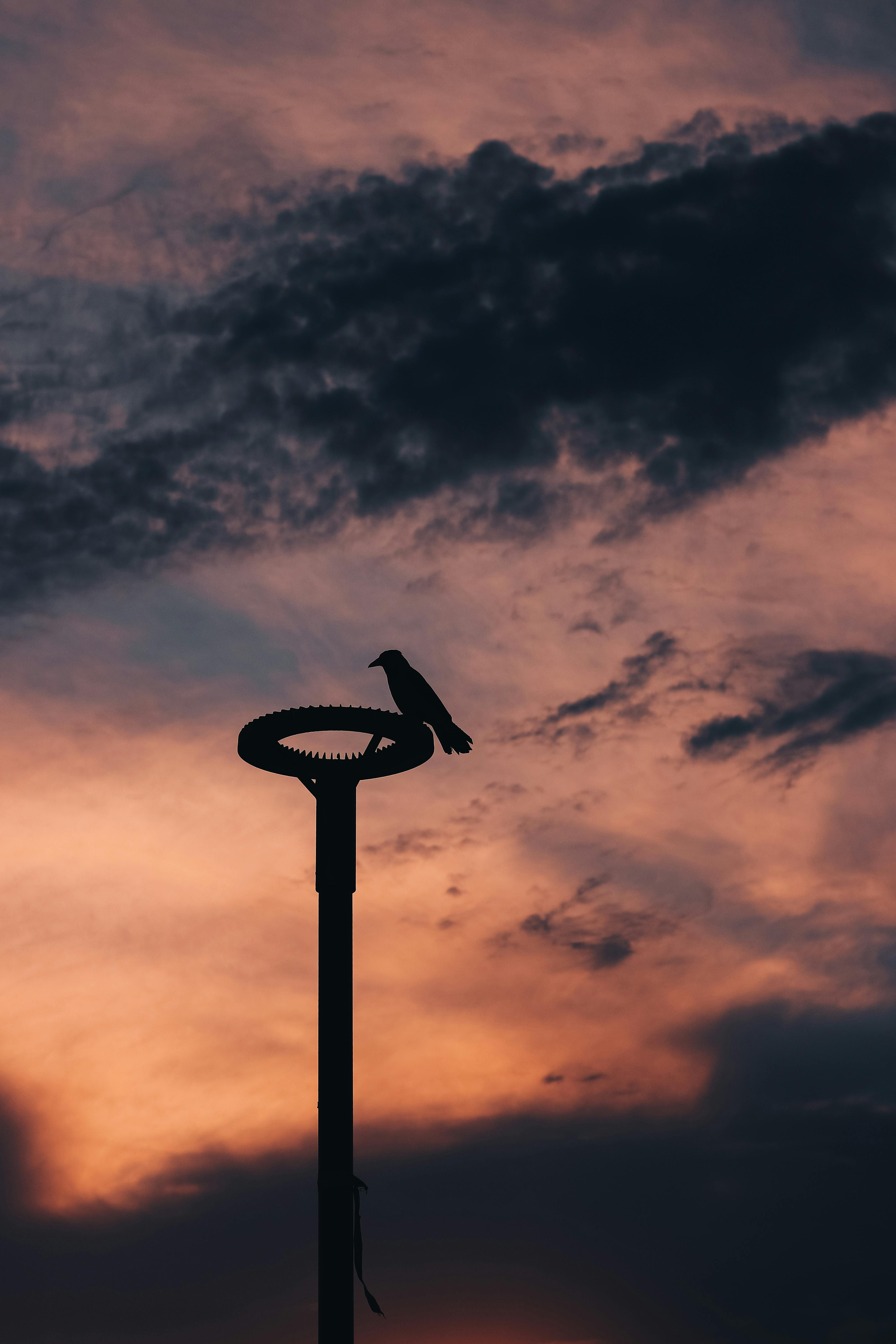 Silhouette of Street Light · Free Stock Photo