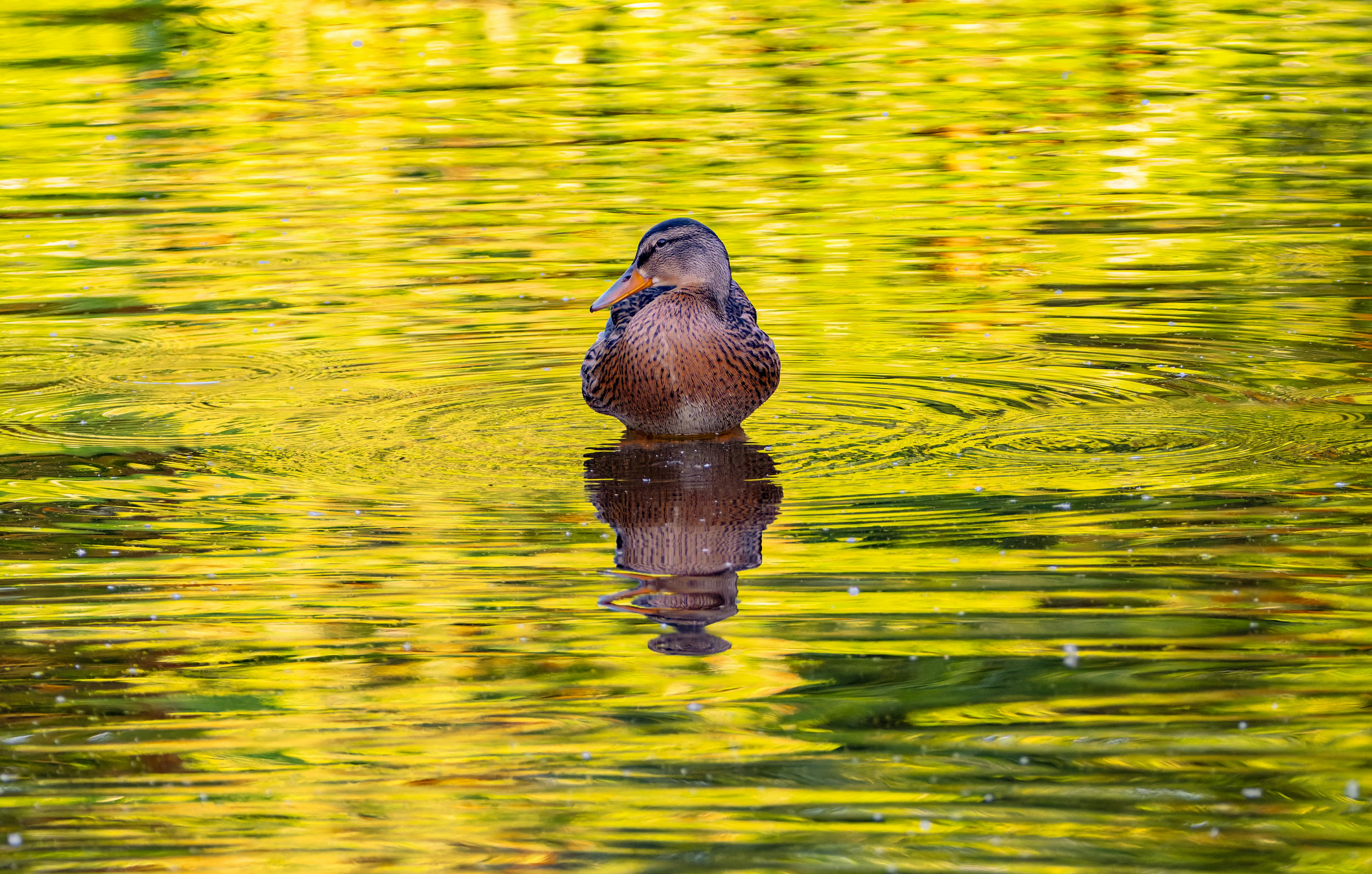A Duck on a Lake · Free Stock Photo