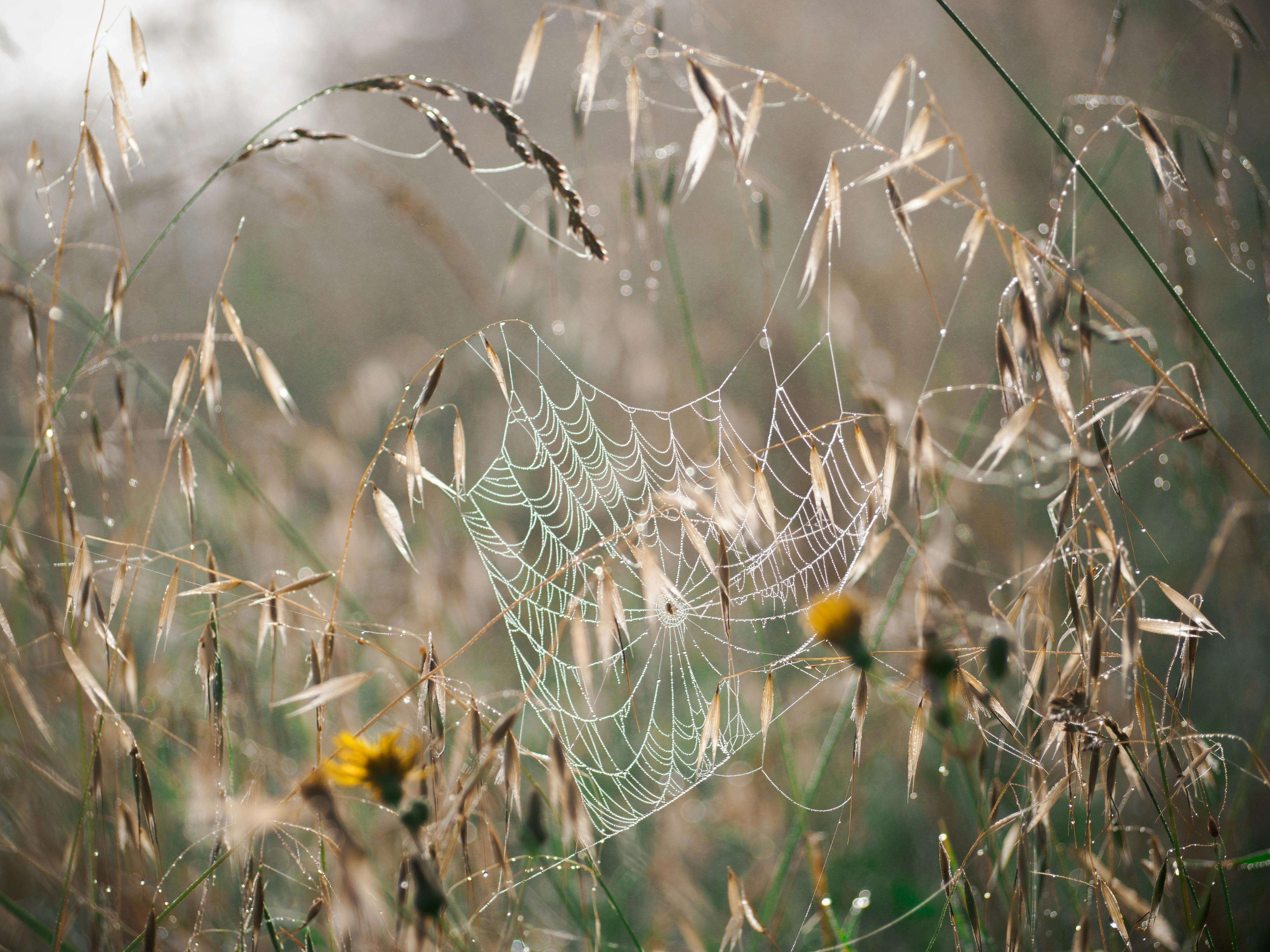 A Cobweb attached on Plants · Free Stock Photo