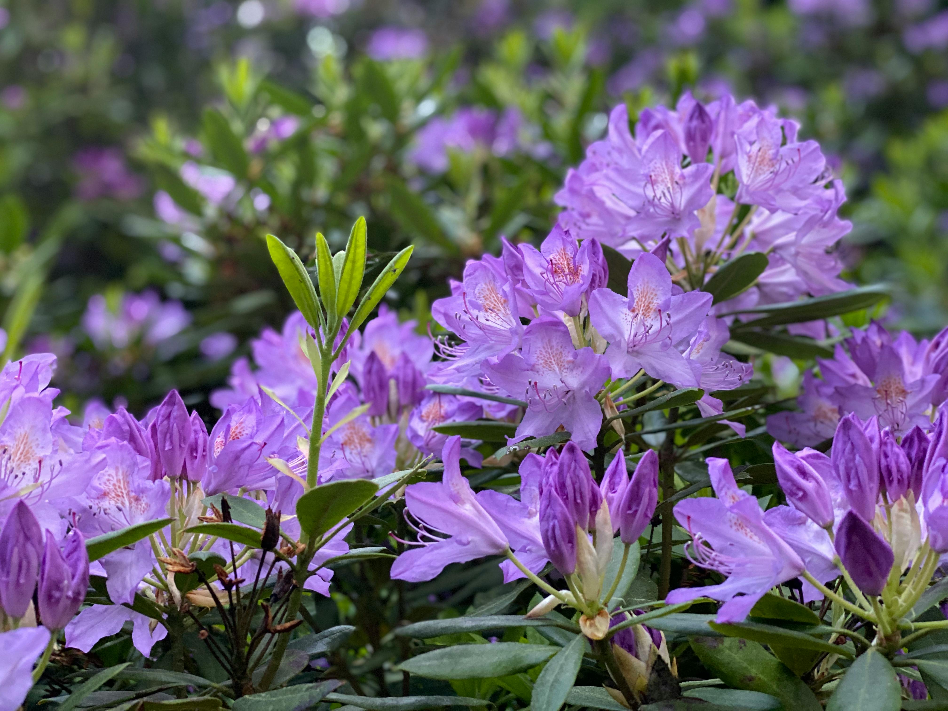 Kelly Bowman - Fotografie