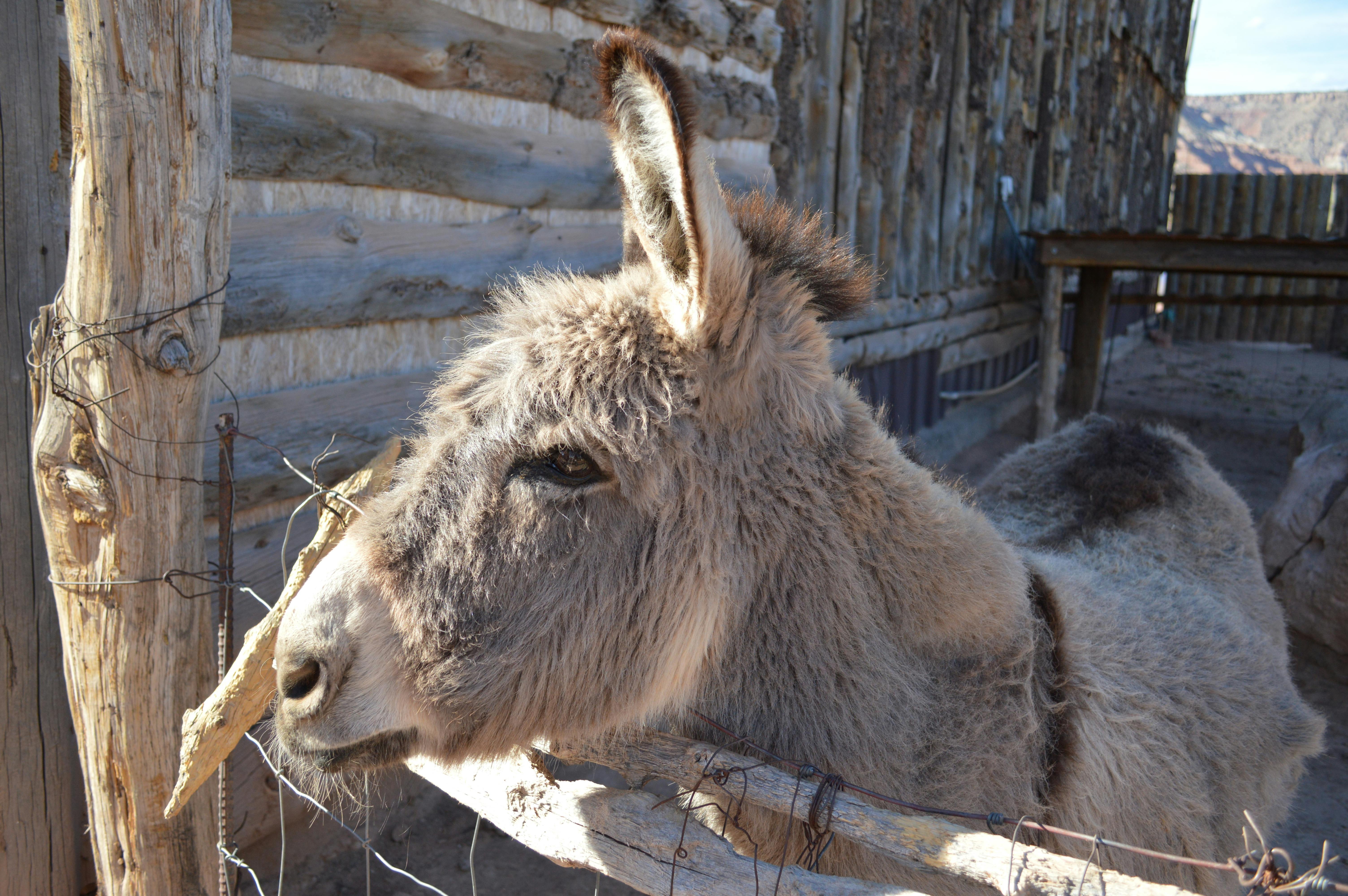Portrait of Donkey on Farm · Free Stock Photo