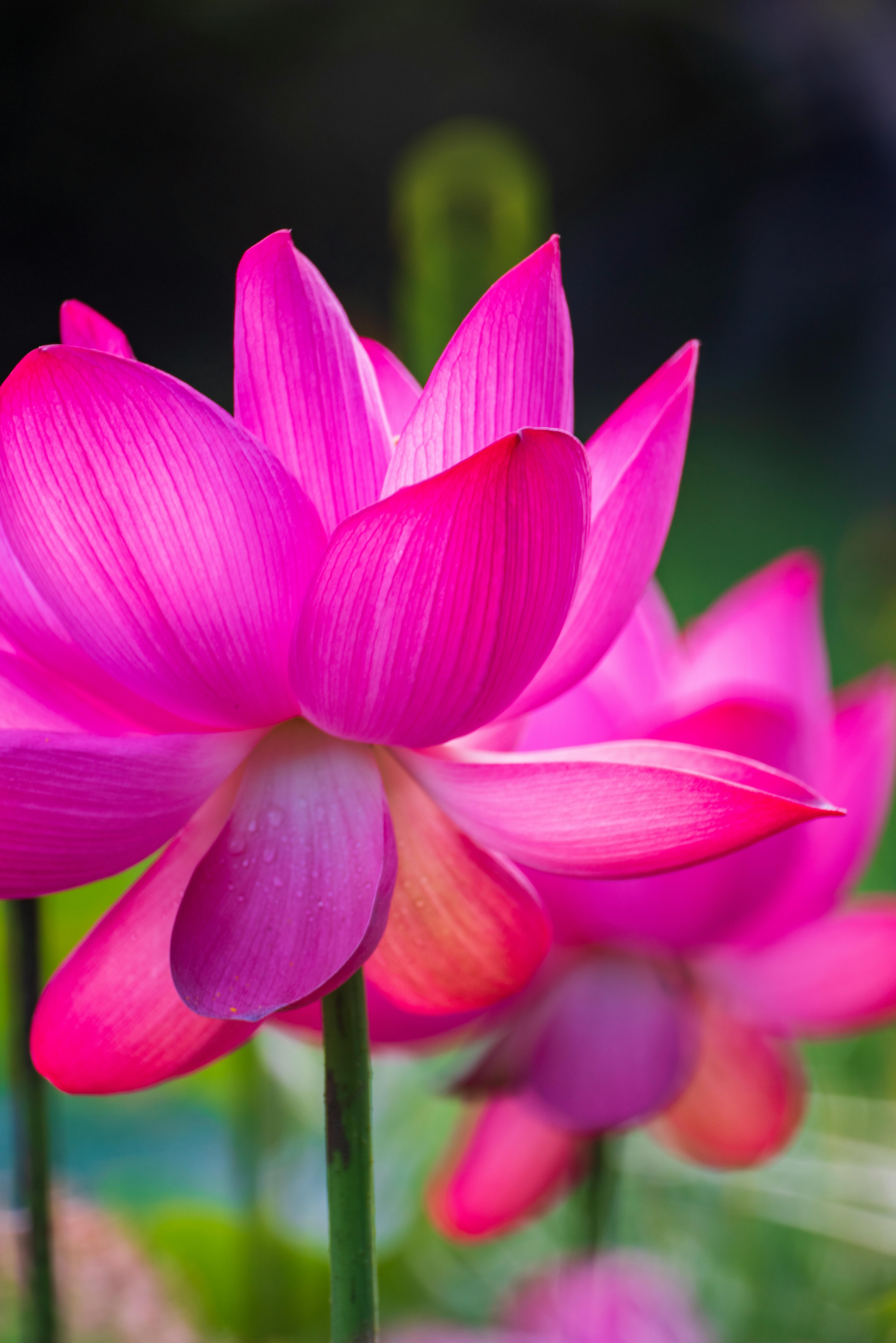 A Pink Flower in Full Bloom · Free Stock Photo
