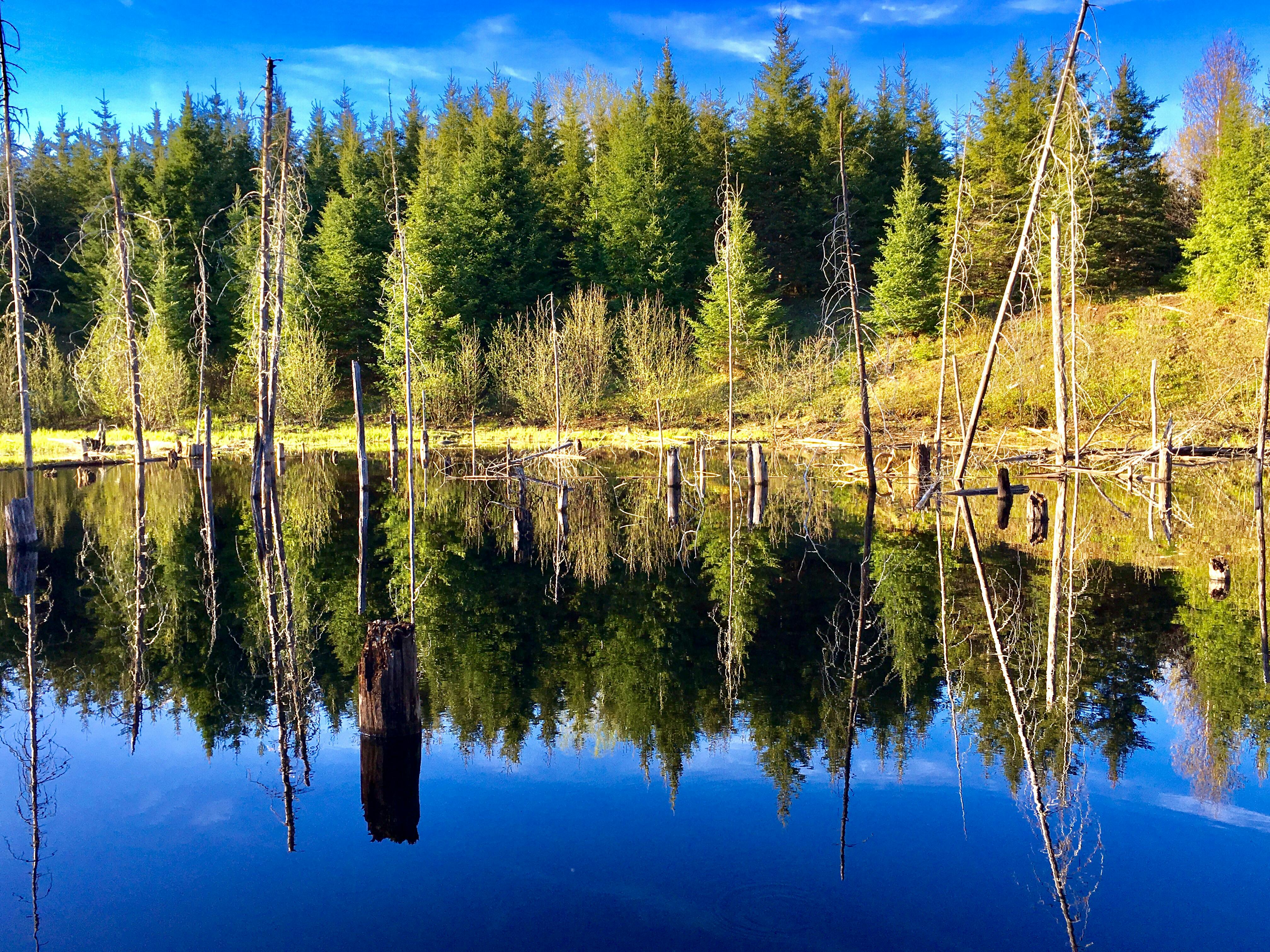 Photography of Trees Reflecting on Water · Free Stock Photo