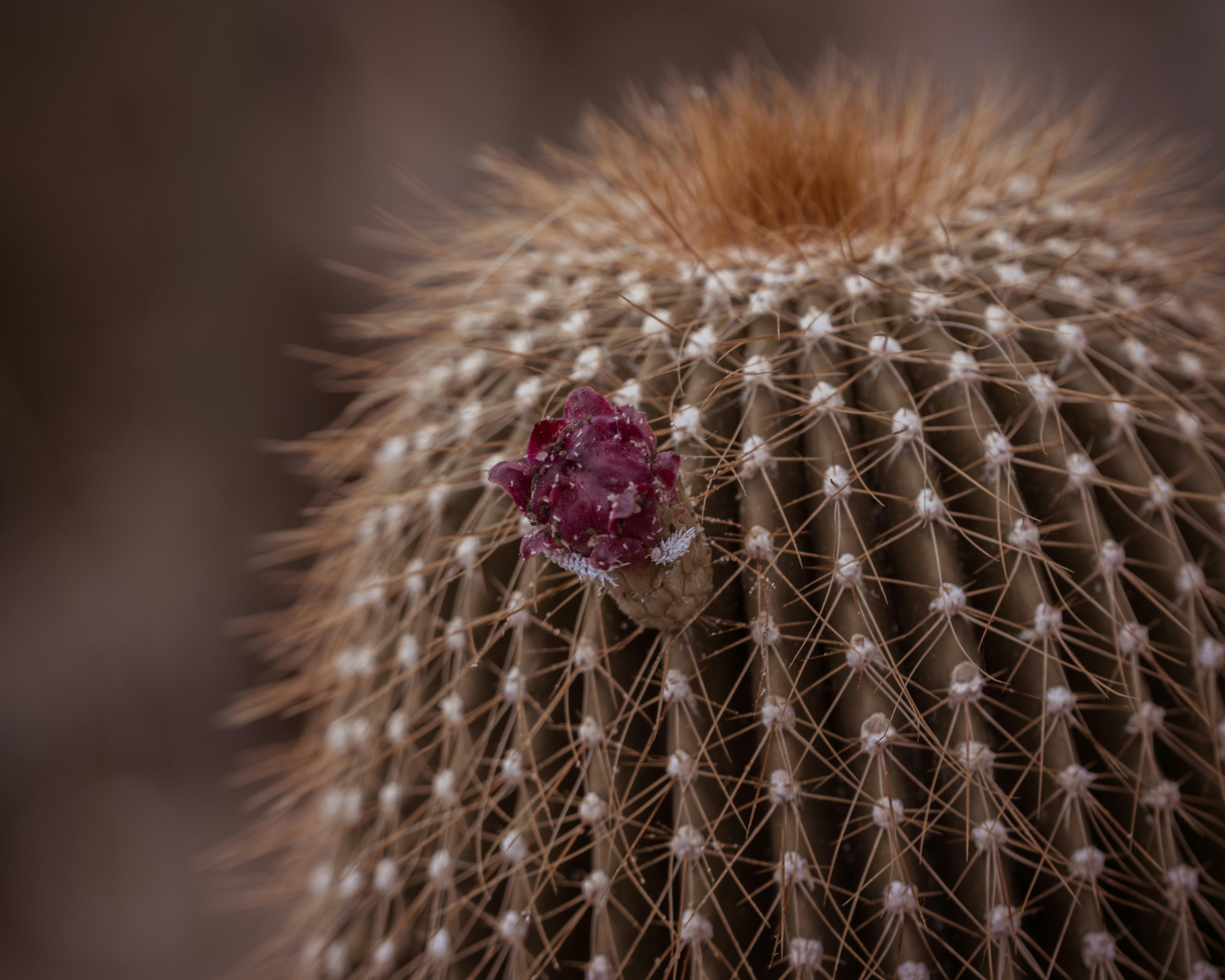 60+ Best Pointy Photos · 100% Free Download · Pexels Stock Photos