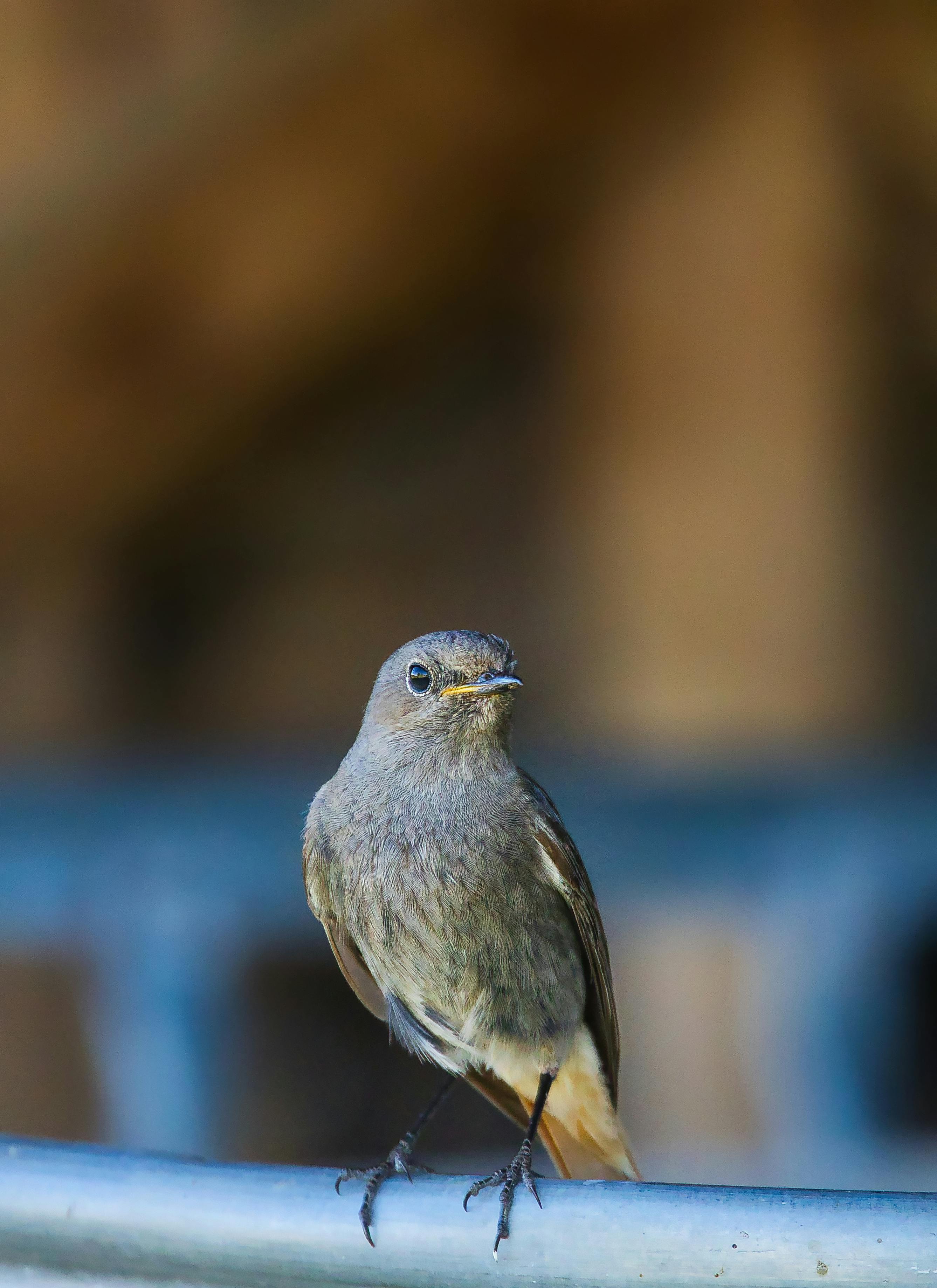 Close-up of Bird Sitting on Tree Branch · Free Stock Photo