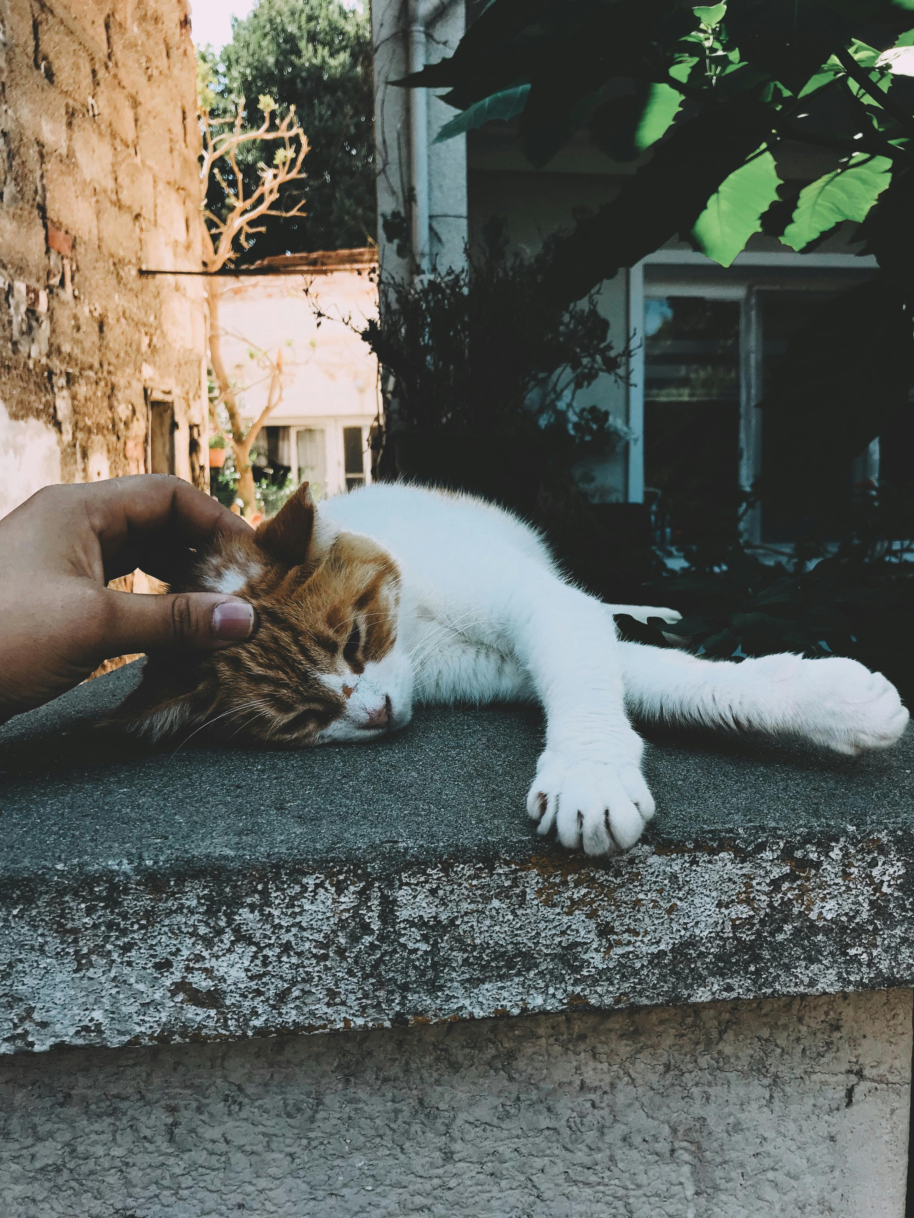 Cute Cat Touching Hand · Free Stock Photo