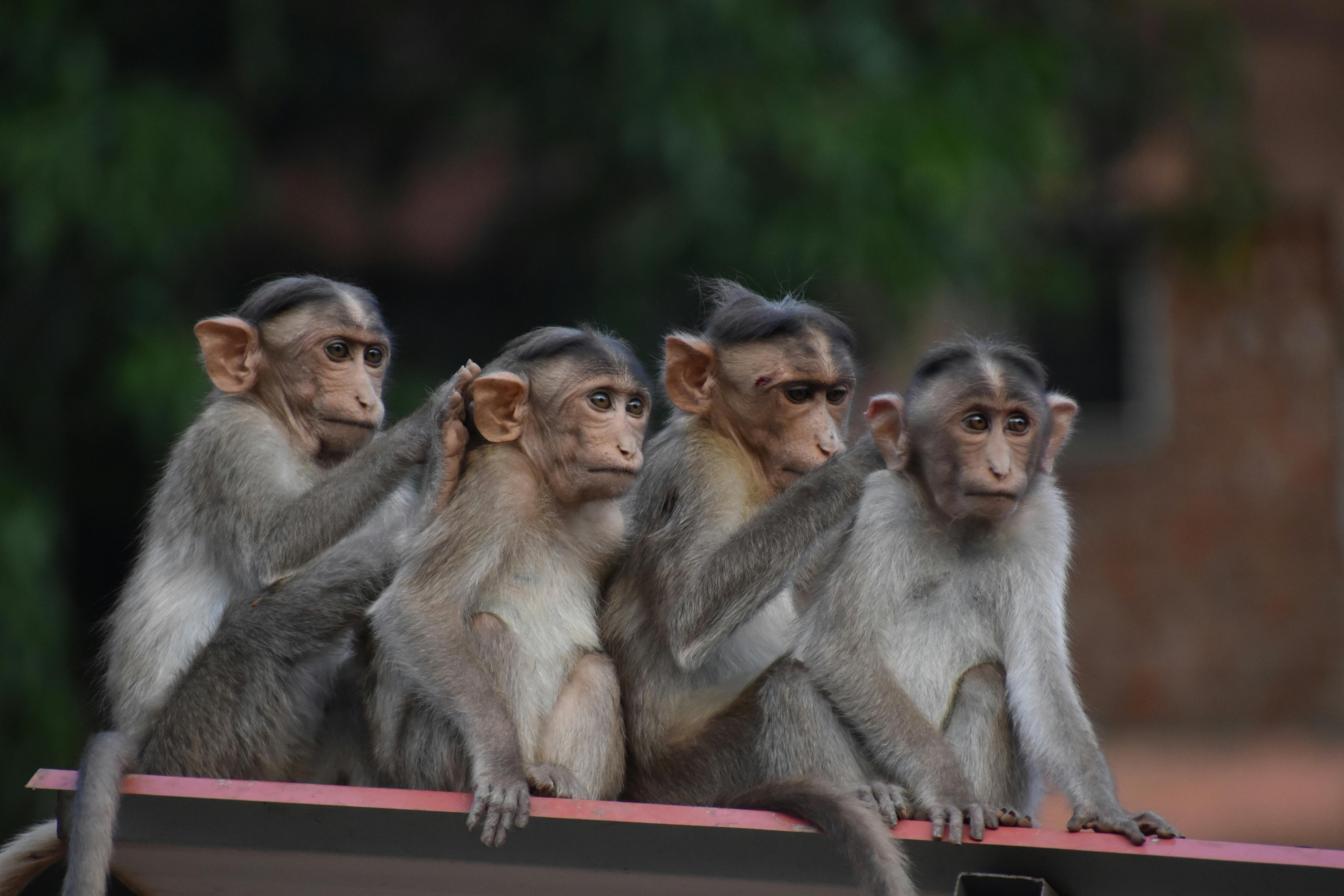 White Monkeys Photos, Download The BEST Free White Monkeys Stock Photos ...