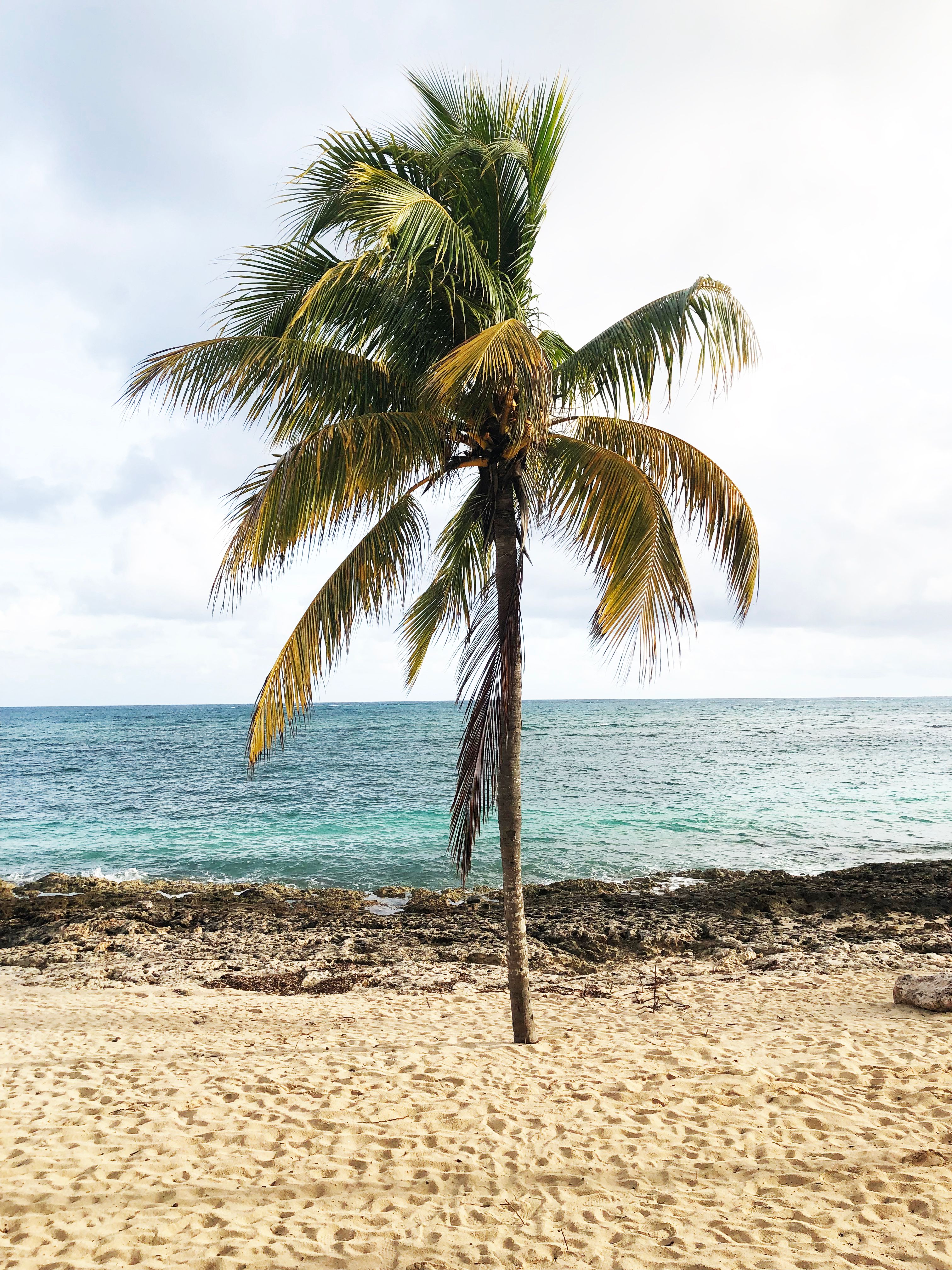 A Palm Tree on the Beach Shore · Free Stock Photo