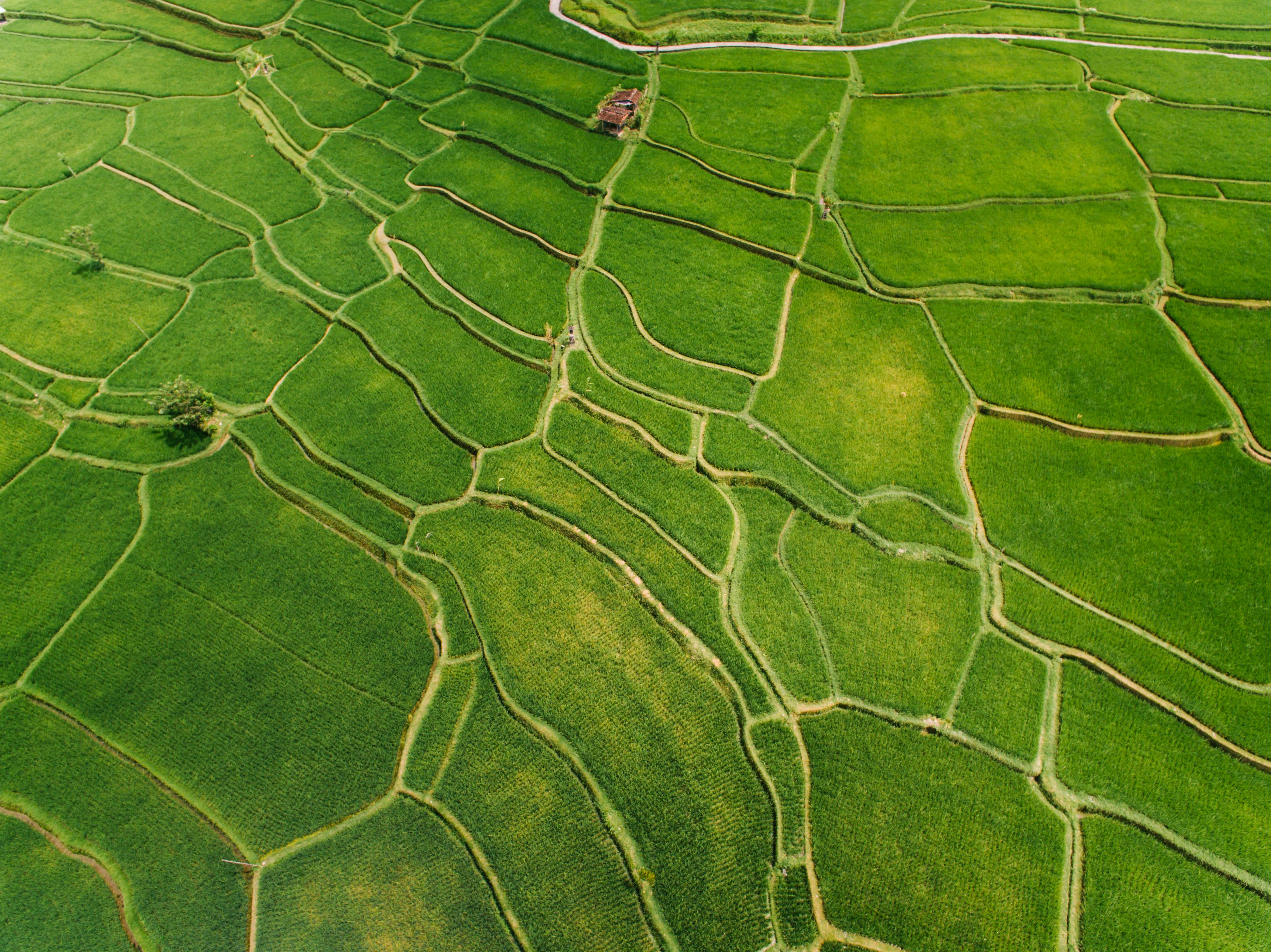 An Aerial Photography of a Cropland · Free Stock Photo