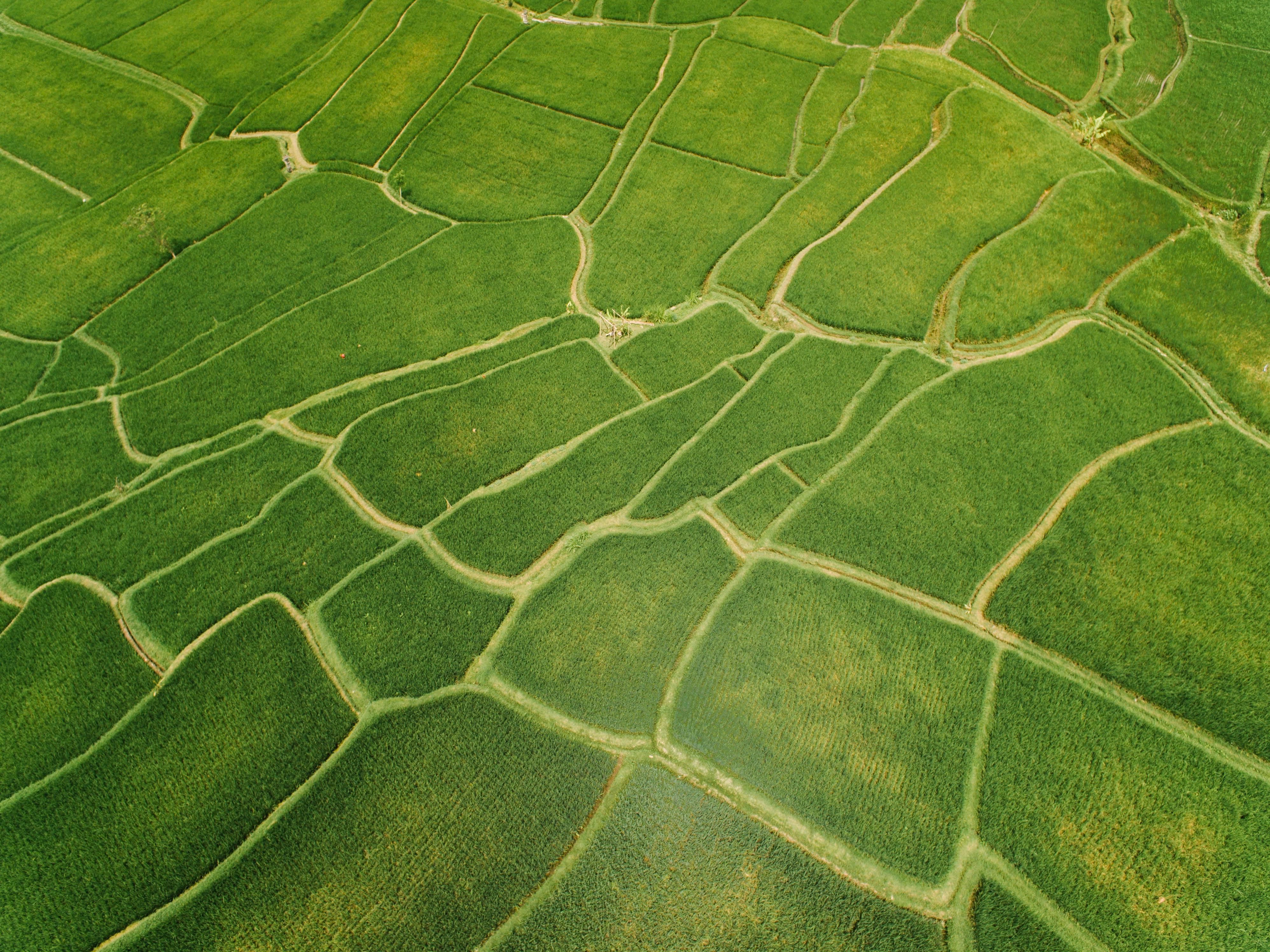 Aerial Photography of Rice Fields · Free Stock Photo