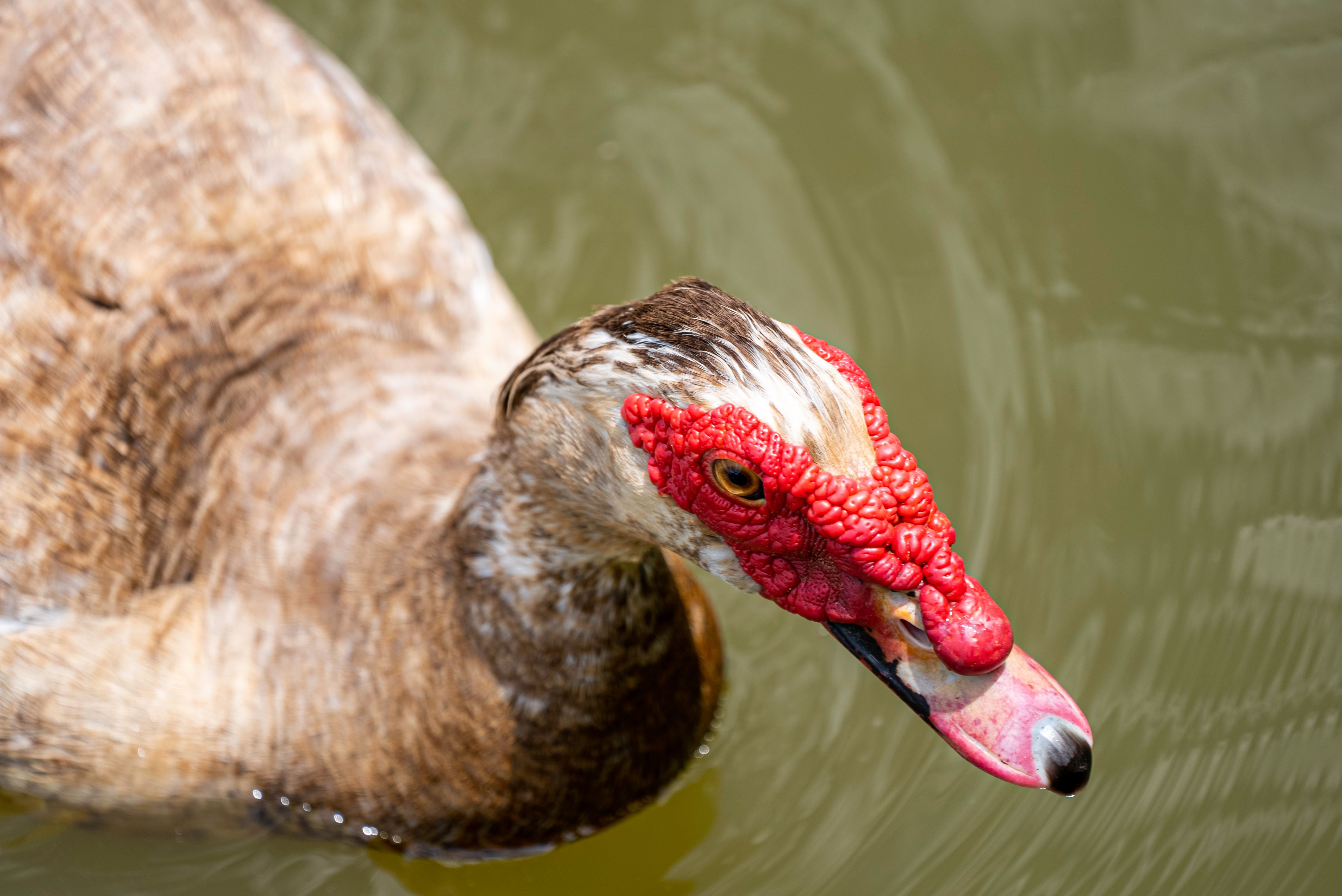 Muscovy Duck Photos, Download The BEST Free Muscovy Duck Stock Photos ...