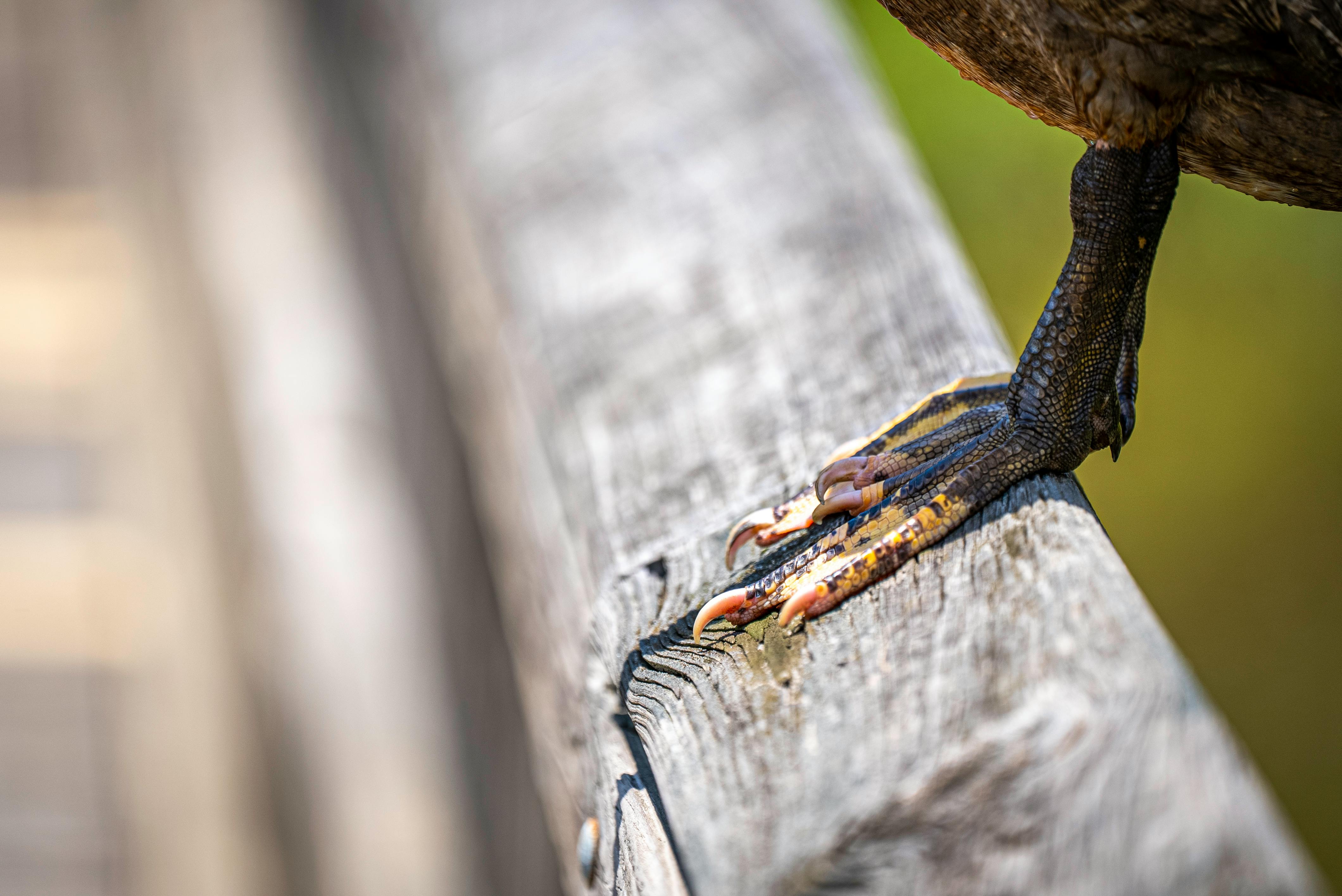 Feet of Bird · Free Stock Photo