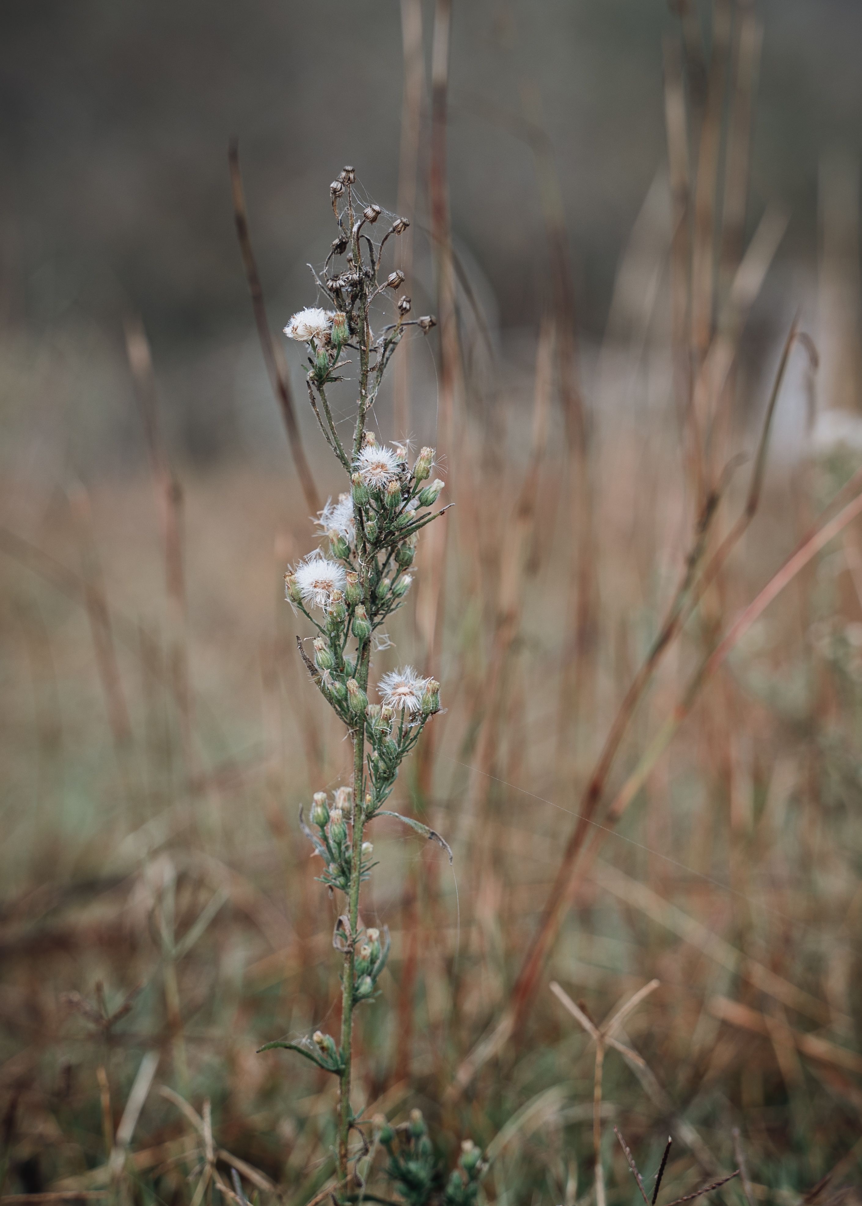 Dried Grass Straw · Free Stock Photo