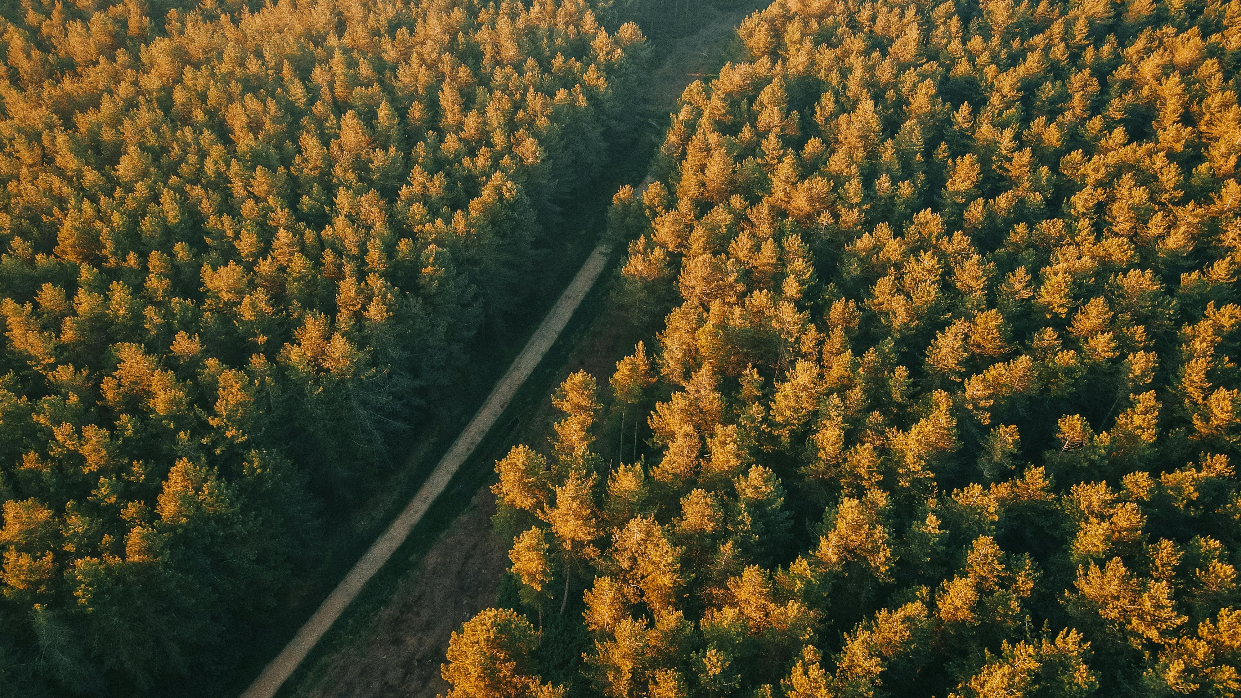 Aerial View of a Road Between Yellow Trees · Free Stock Photo