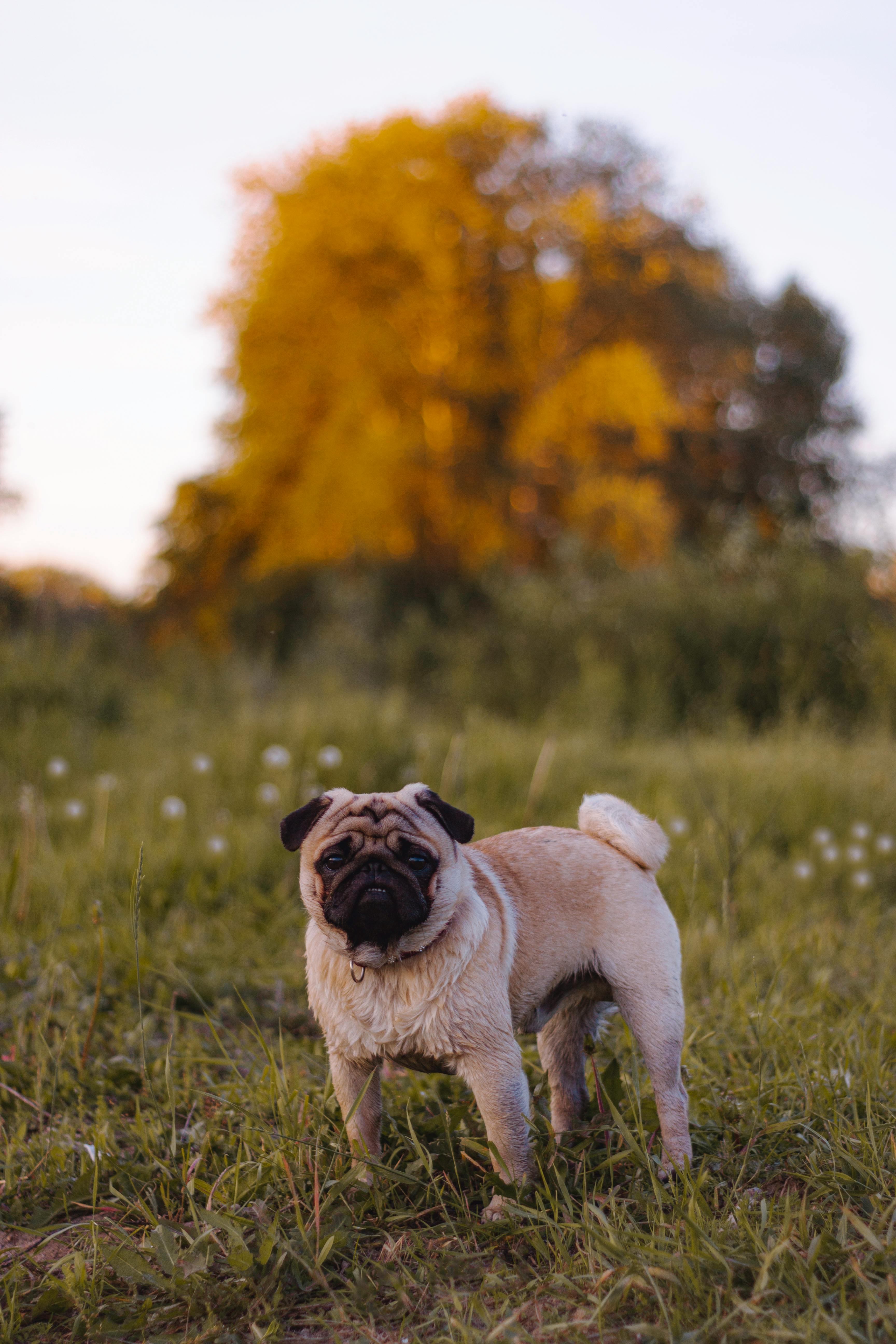 100+ Best Pug Photos · 100% Free Download · Pexels Stock Photos